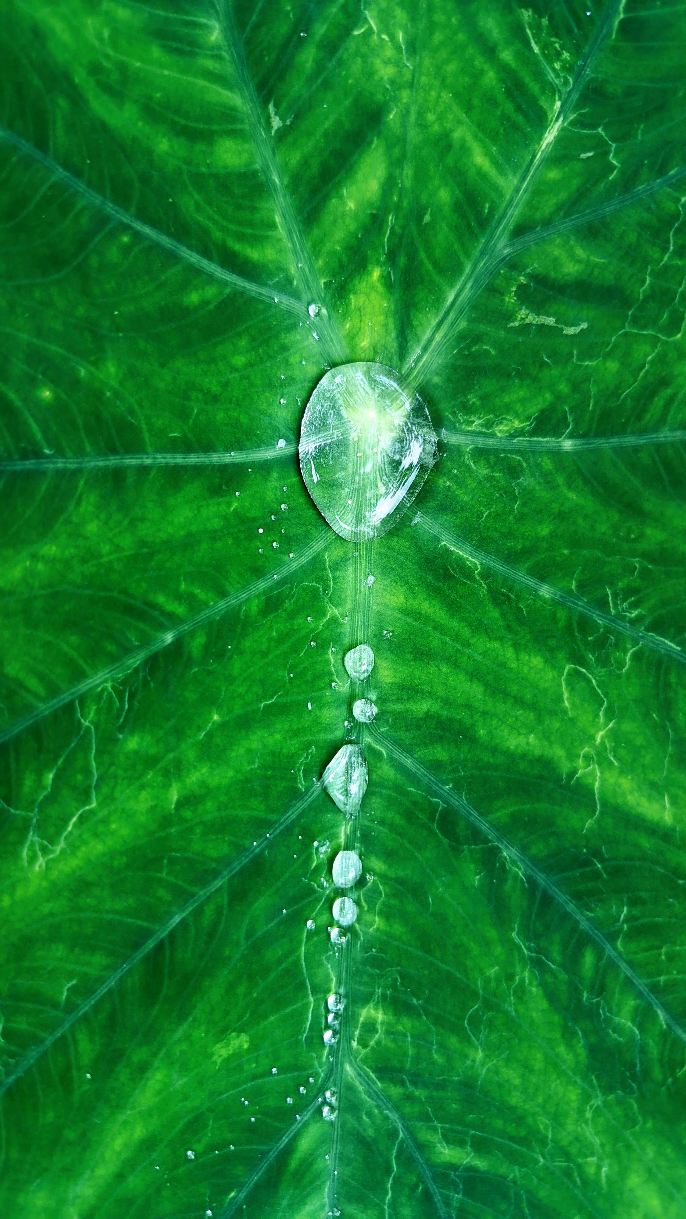 Green Leaf in Close Up Photography · Free Stock Photo