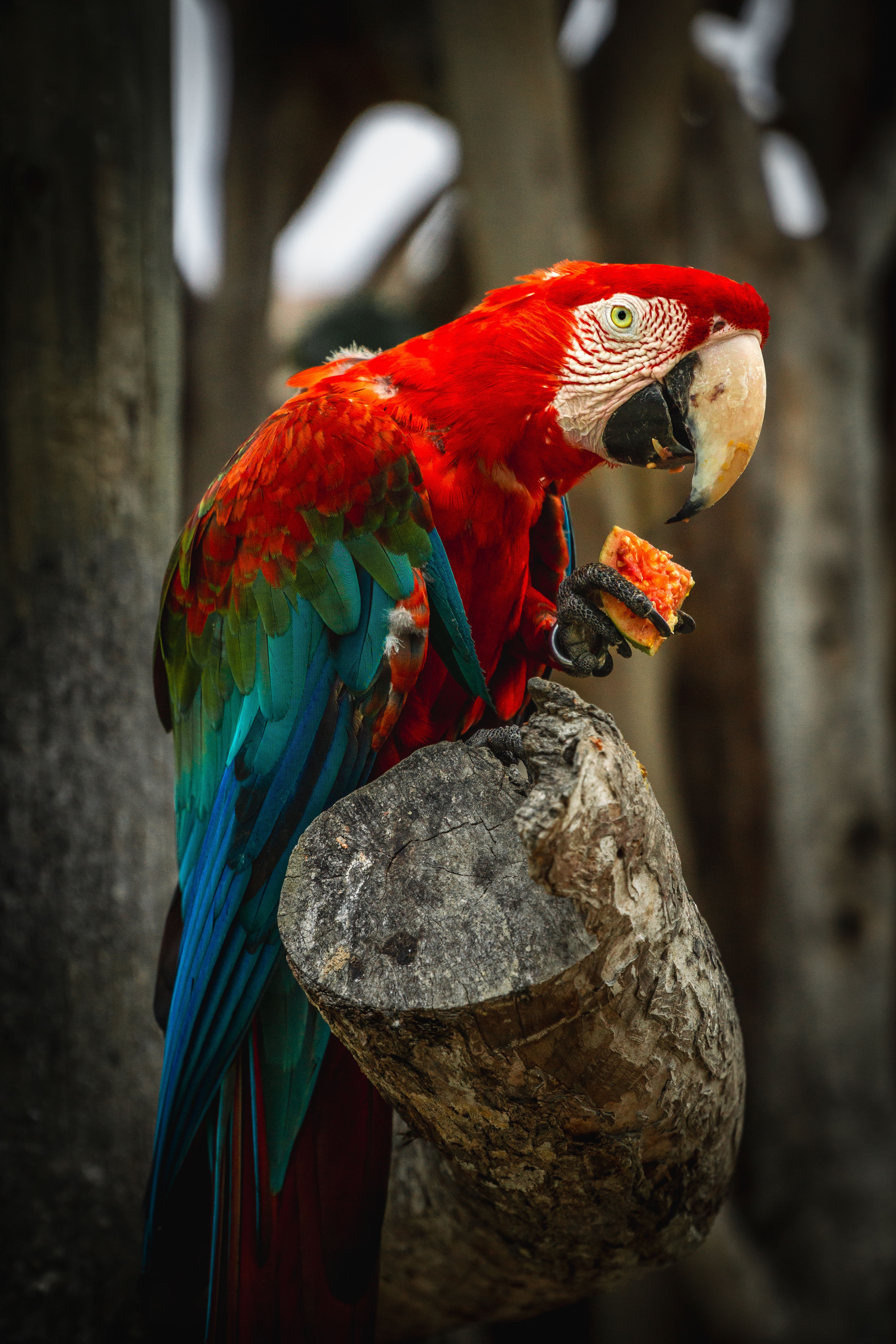 Colorful Macaw Eating · Free Stock Photo