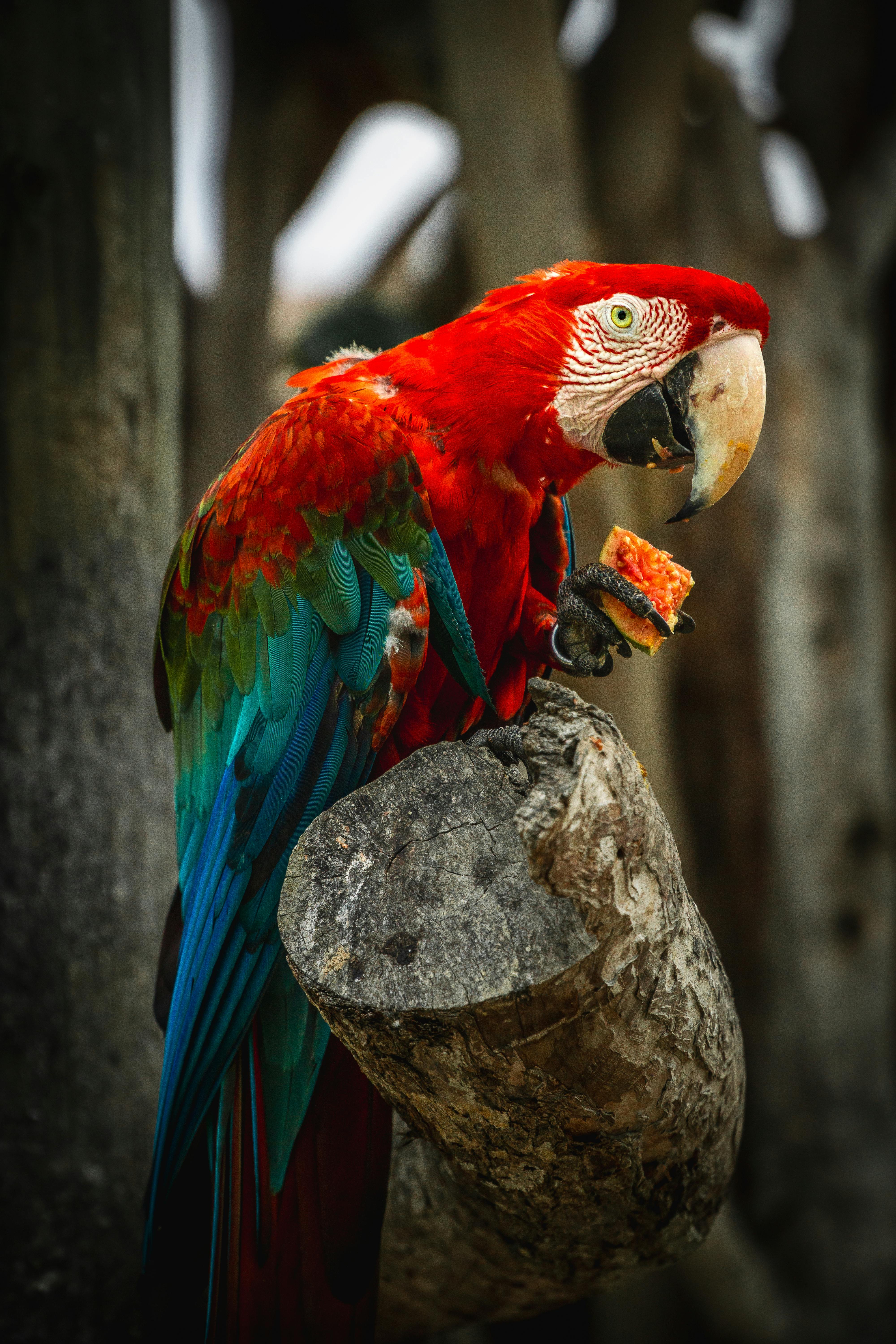 Macaw Eating Photos, Download The BEST Free Macaw Eating Stock Photos ...
