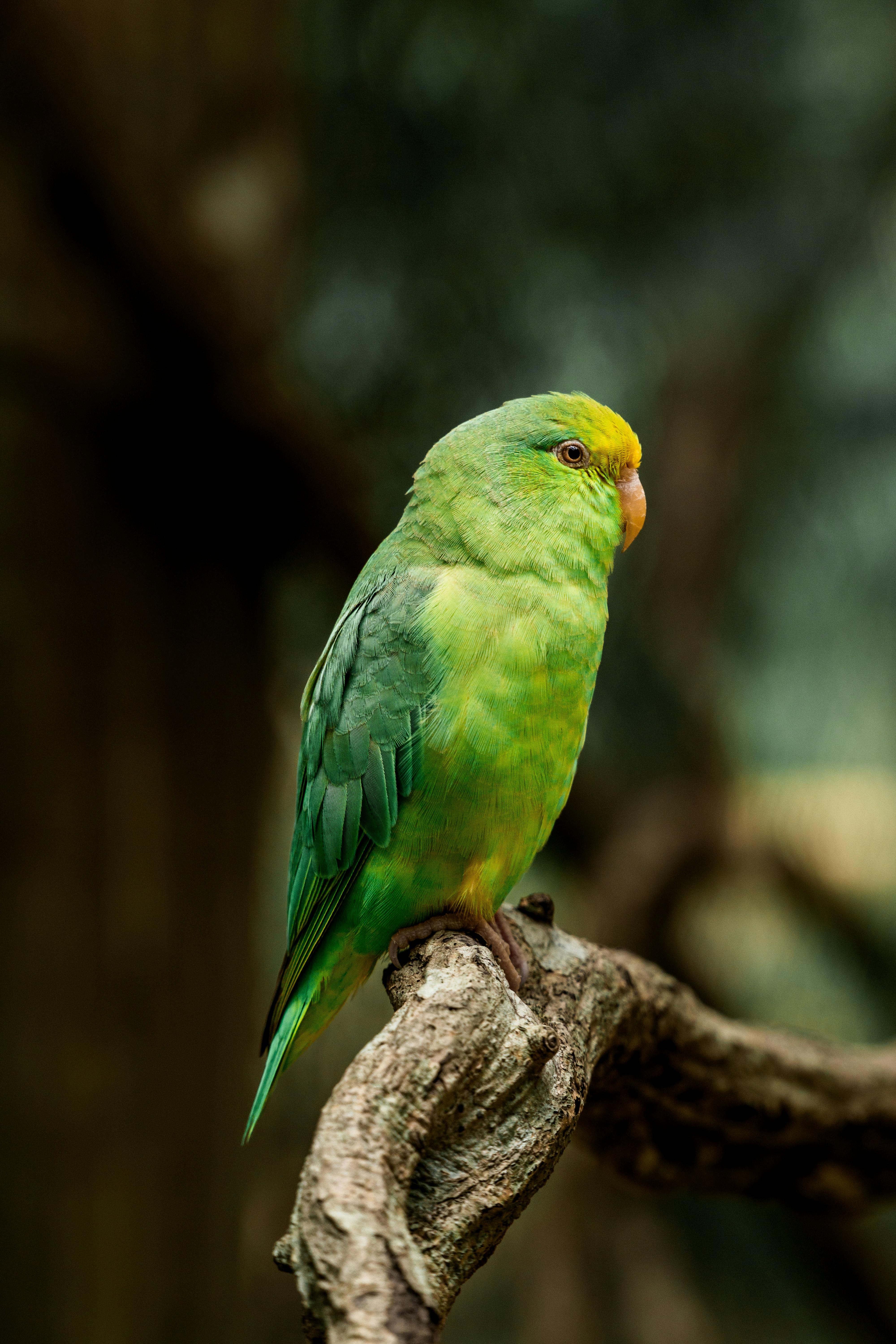 Close up of Green Parakeet · Free Stock Photo