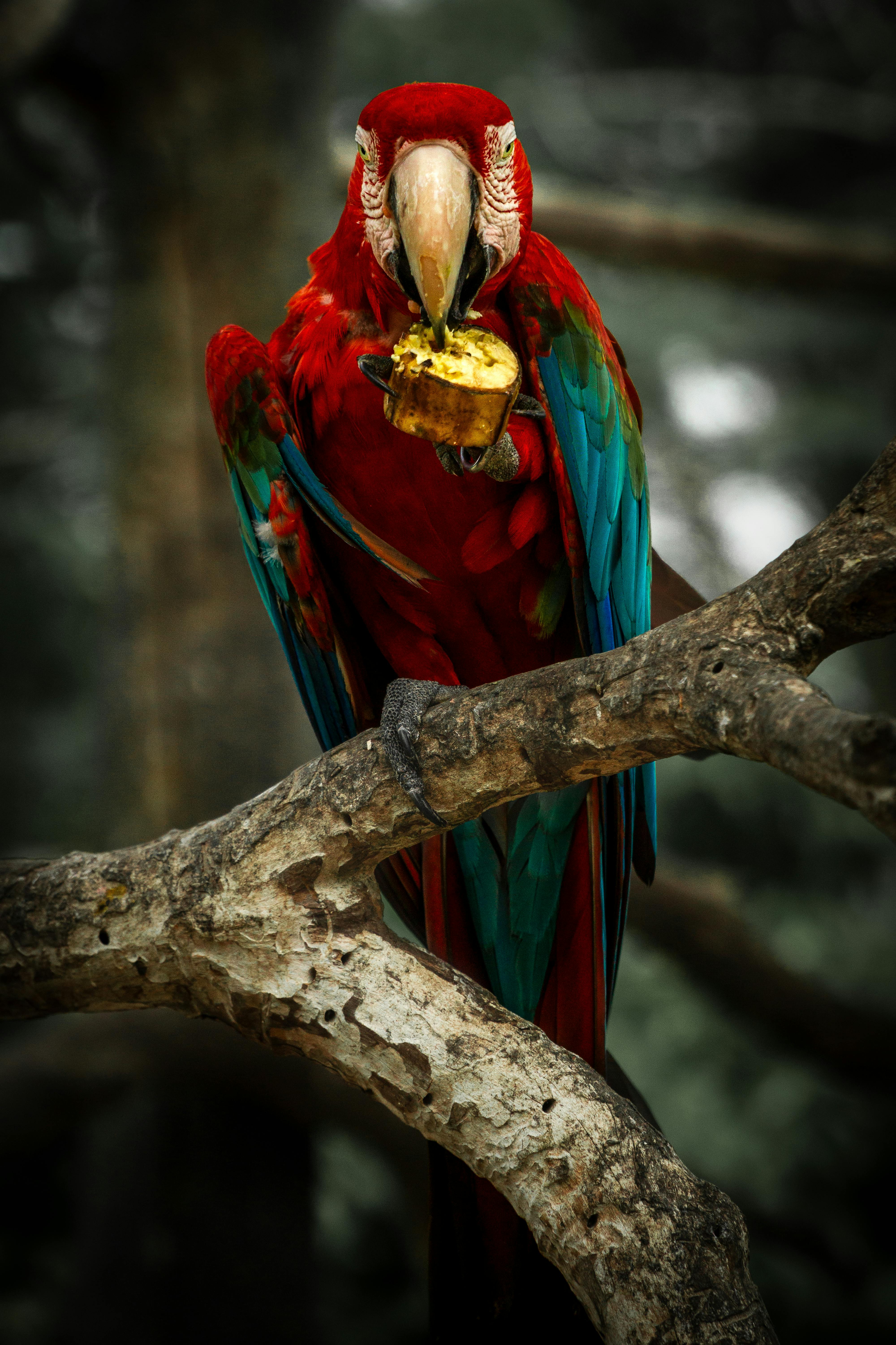 Close-up of a Scarlet Macaw · Free Stock Photo