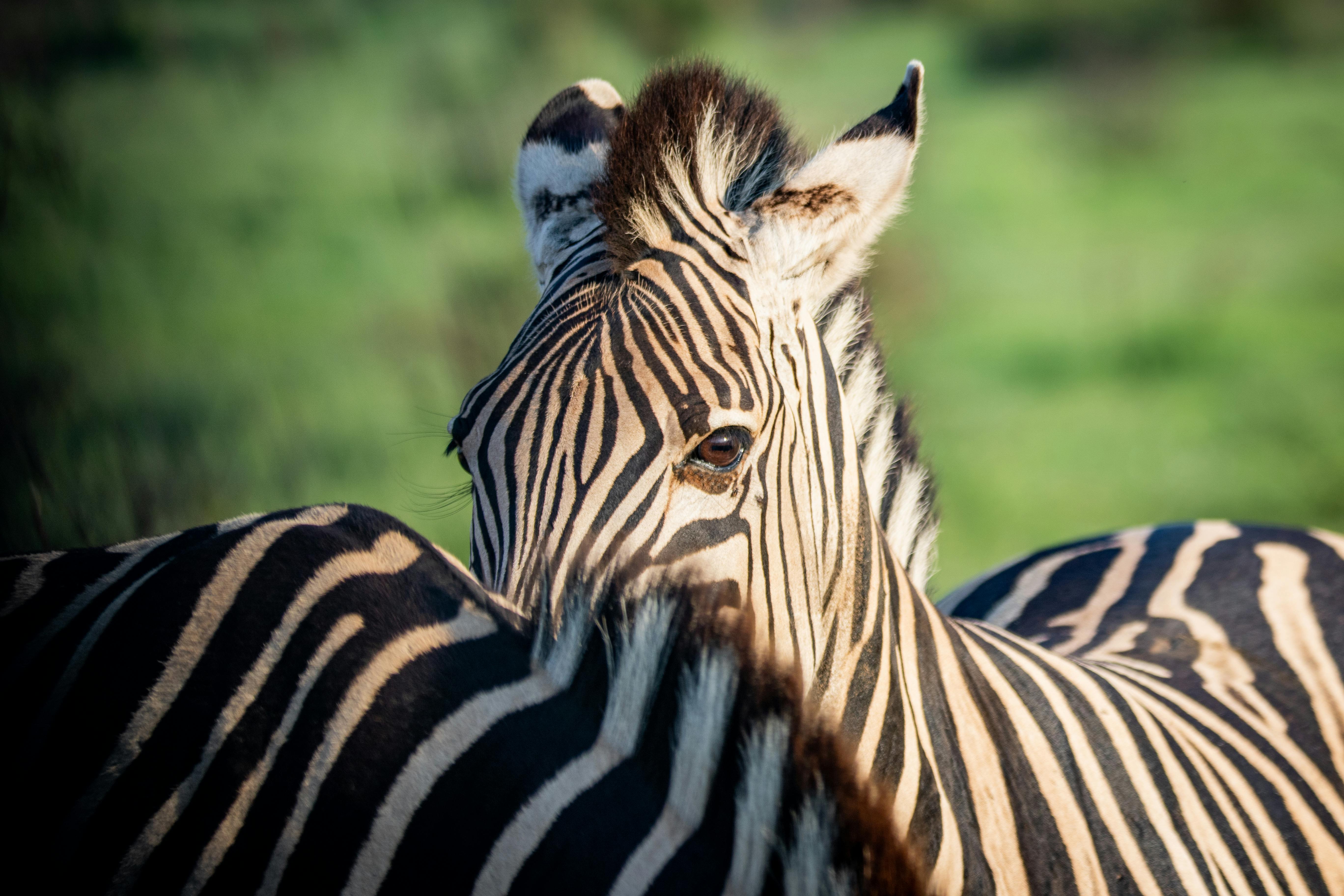 Close-Up Photo of Zebra · Free Stock Photo