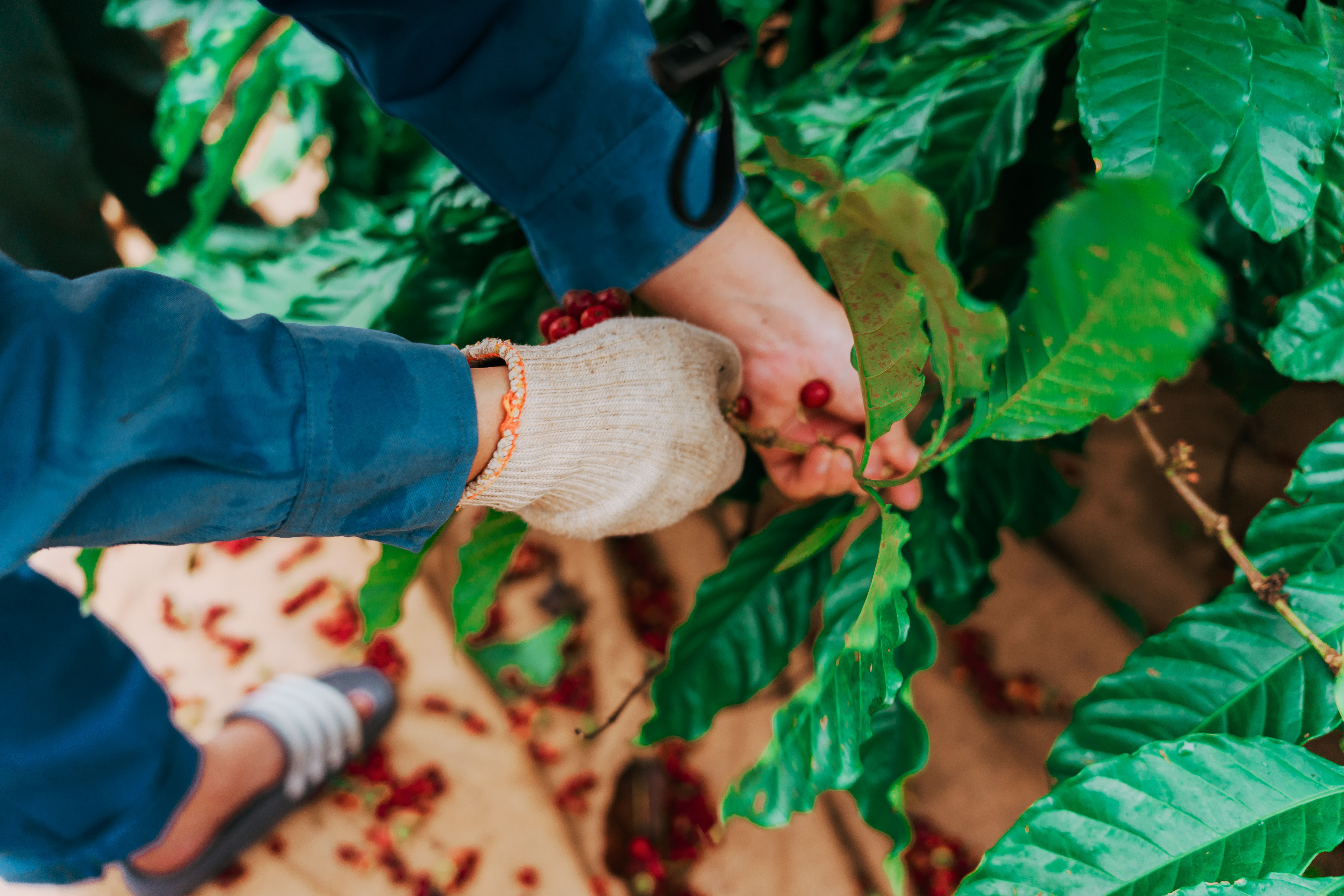 Picking Berries Photos, Download The BEST Free Picking Berries Stock ...