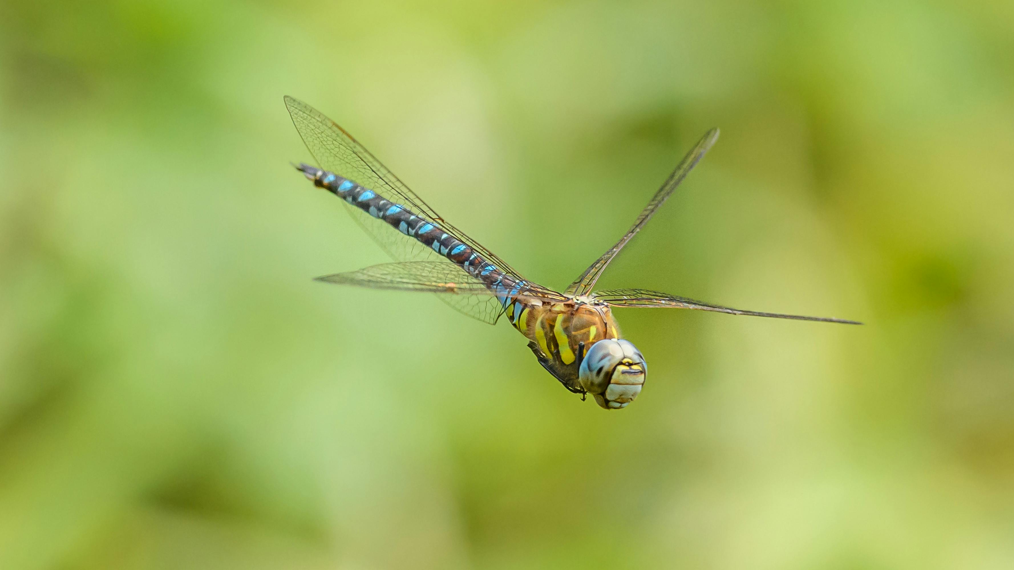 Dragonfly Wallpaper Photos, Download The BEST Free Dragonfly Wallpaper ...