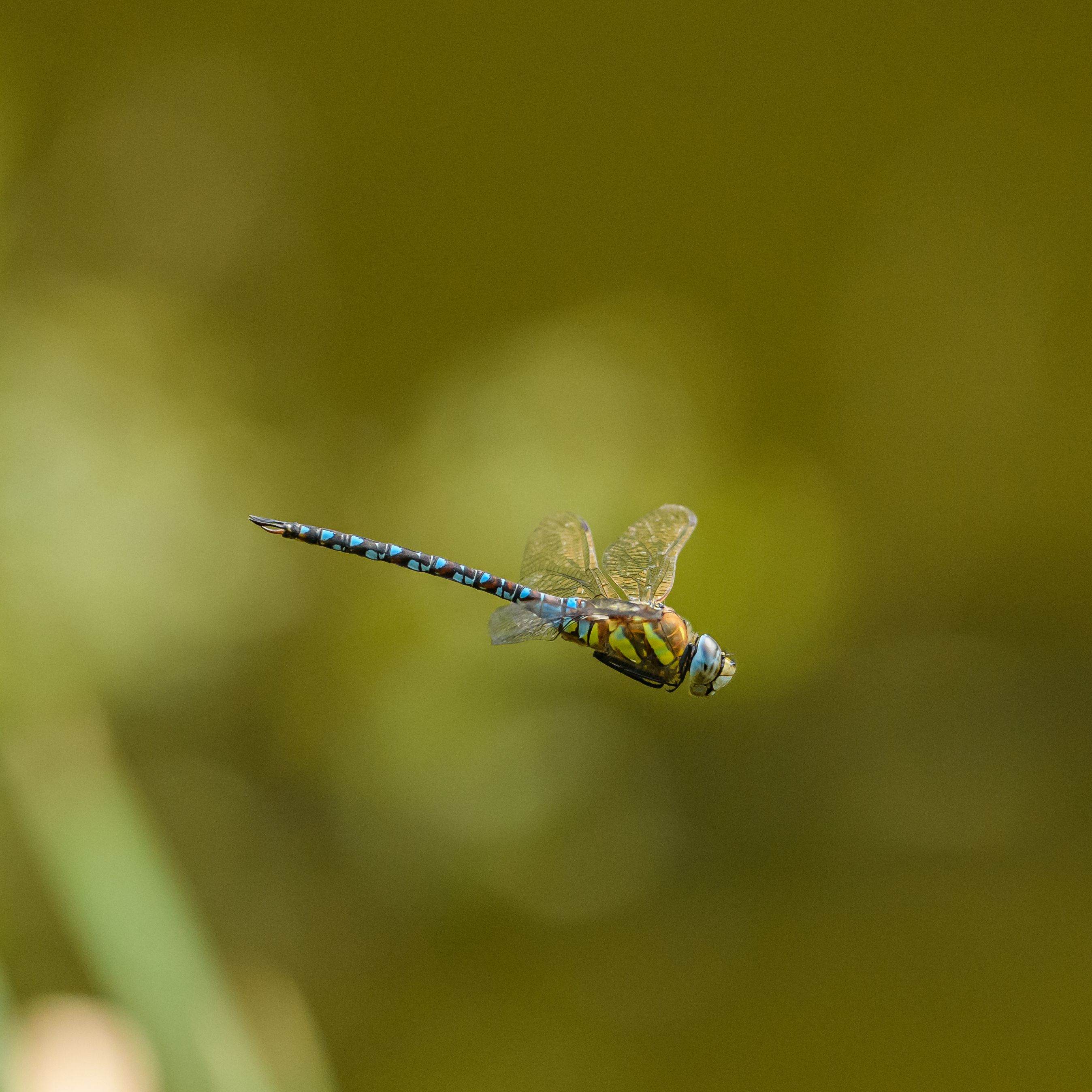 Close up of Flying Dragonfly · Free Stock Photo