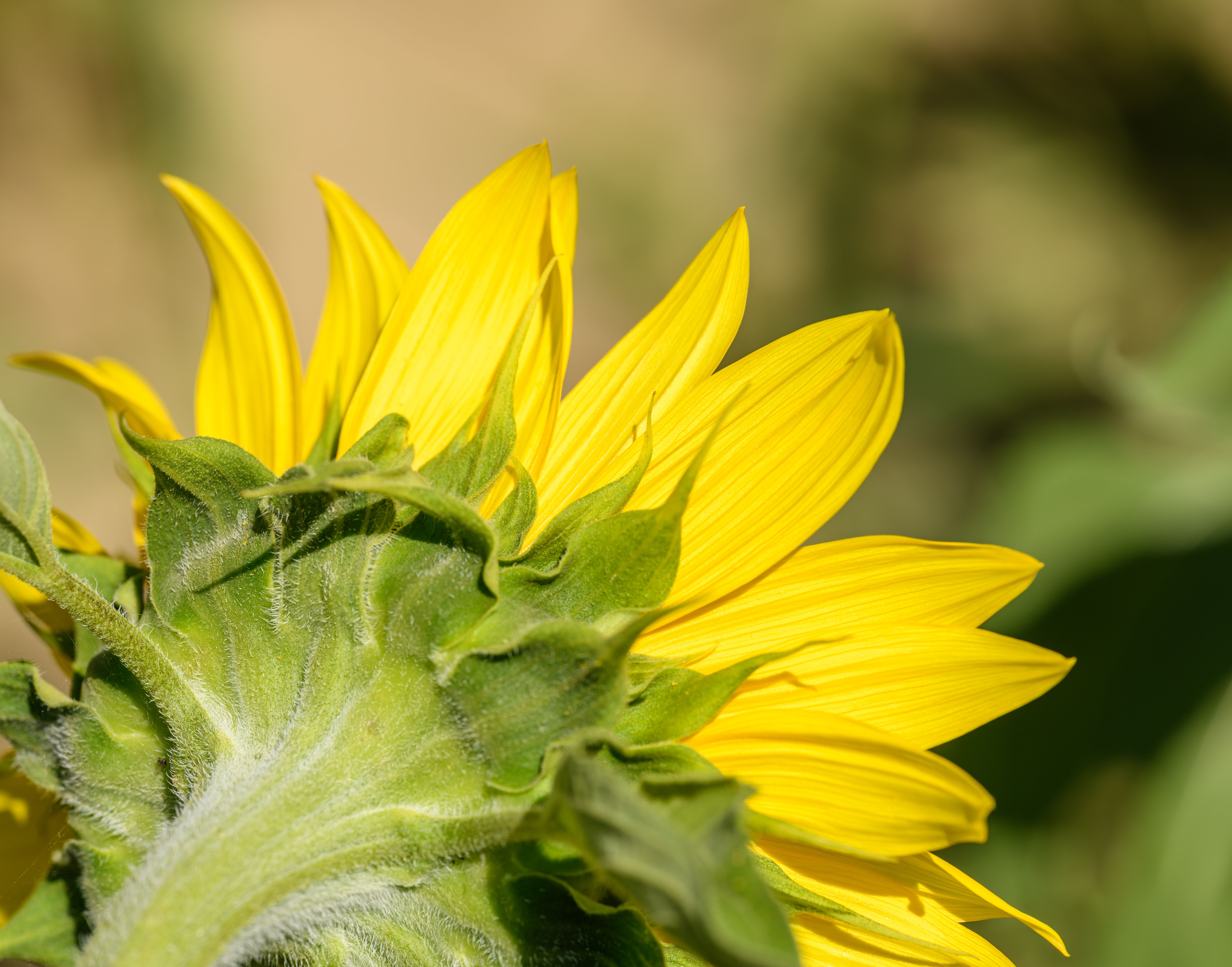 Back View of Sunflower · Free Stock Photo