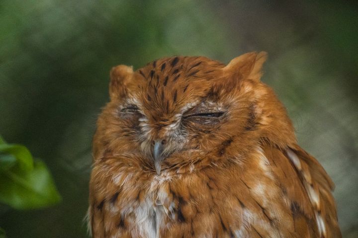 Eastern Screech Owl: Facts, Habitat, and Behaviors