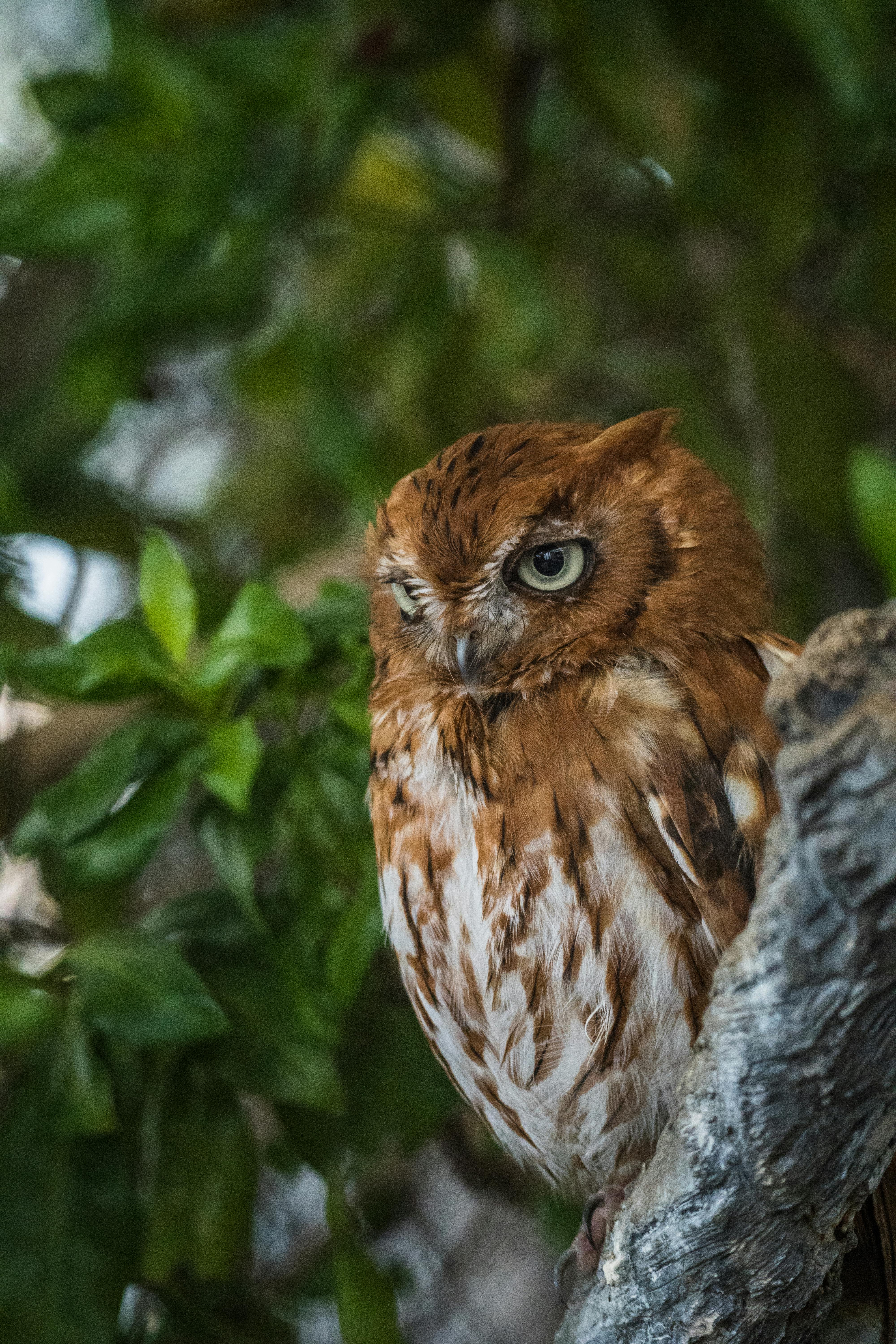Eastern Screech Owls Photos, Download The BEST Free Eastern Screech ...
