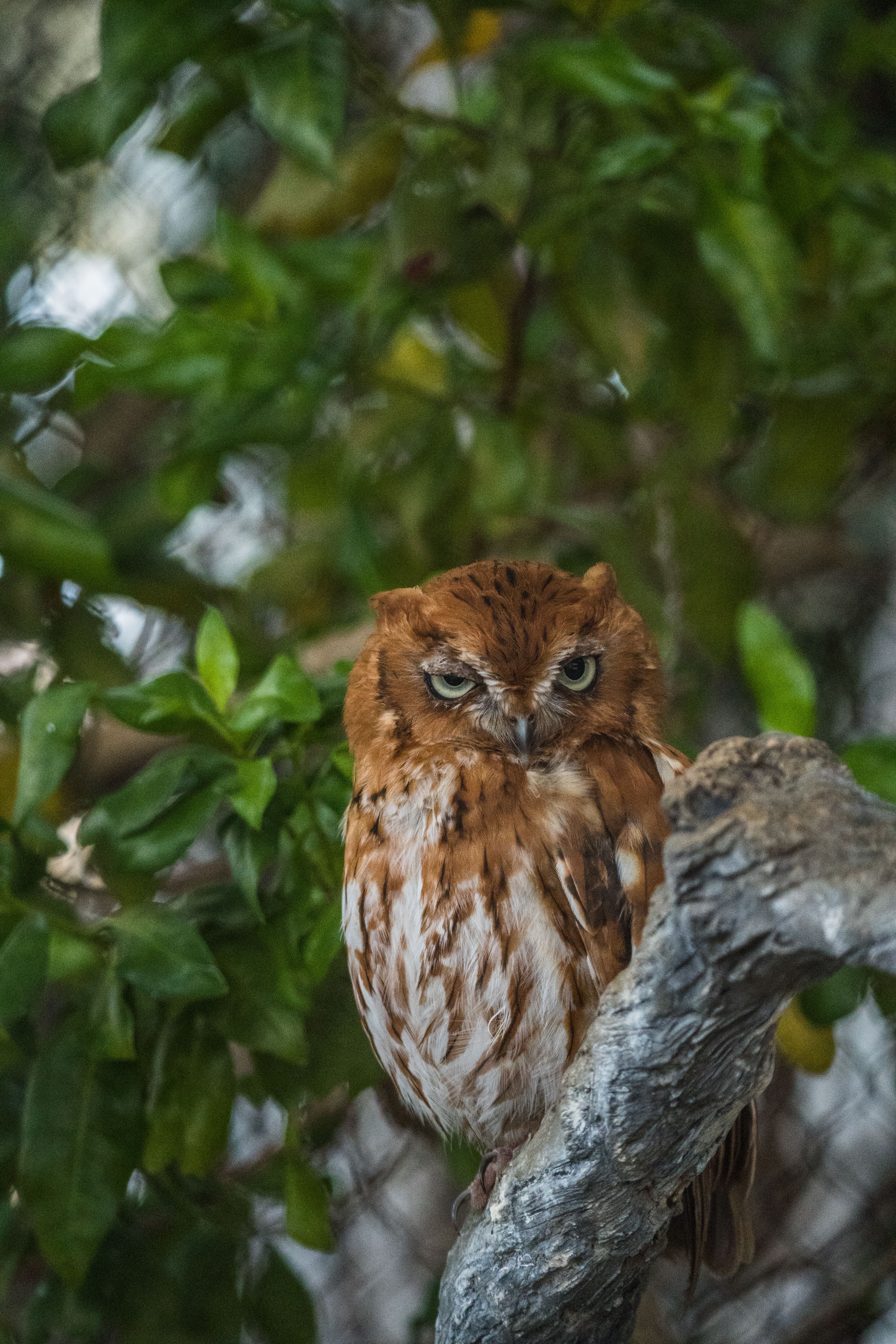 Eastern Screech Owl on Tree · Free Stock Photo