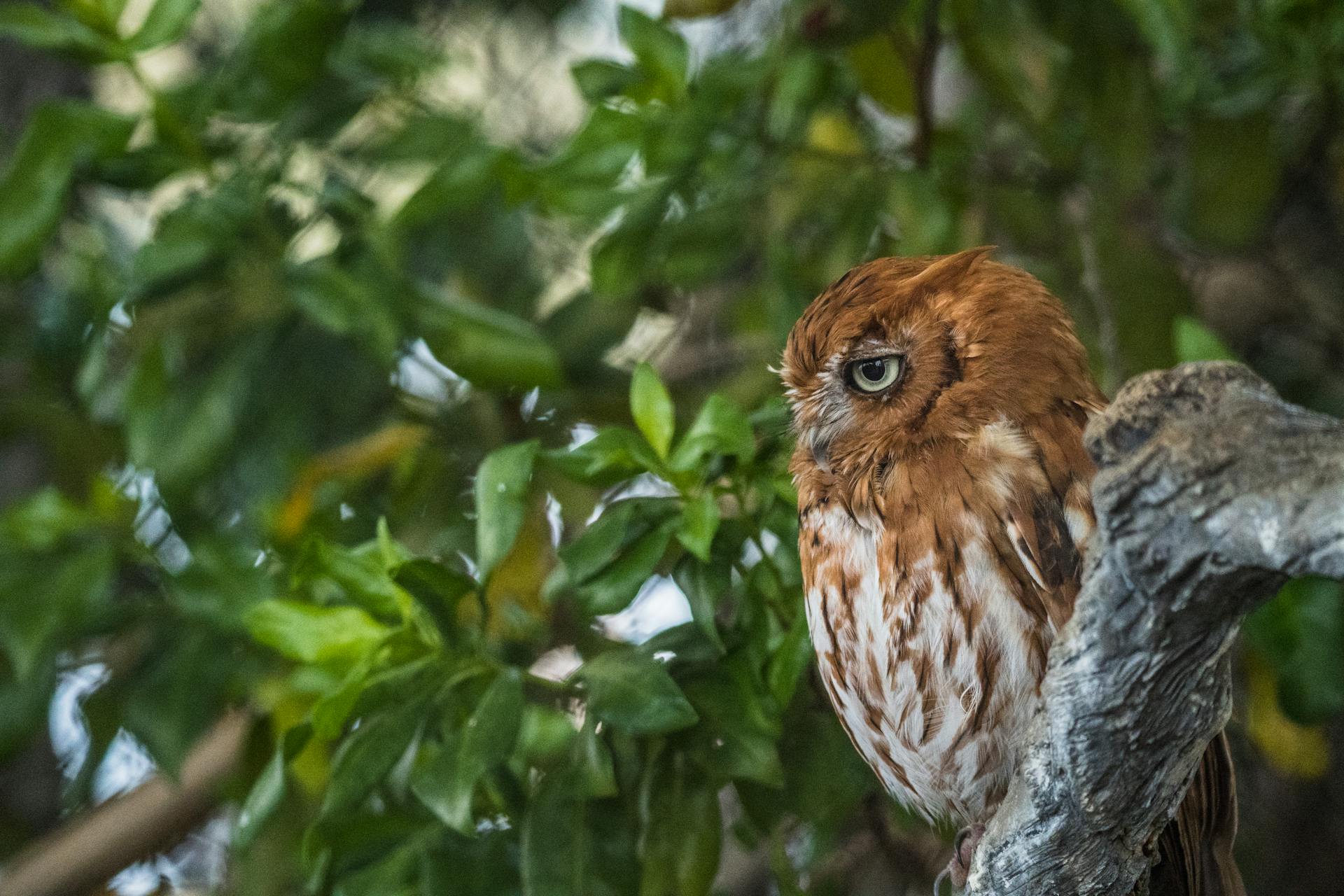 Eastern Screech Owl Sound Identification and Behavior Guide