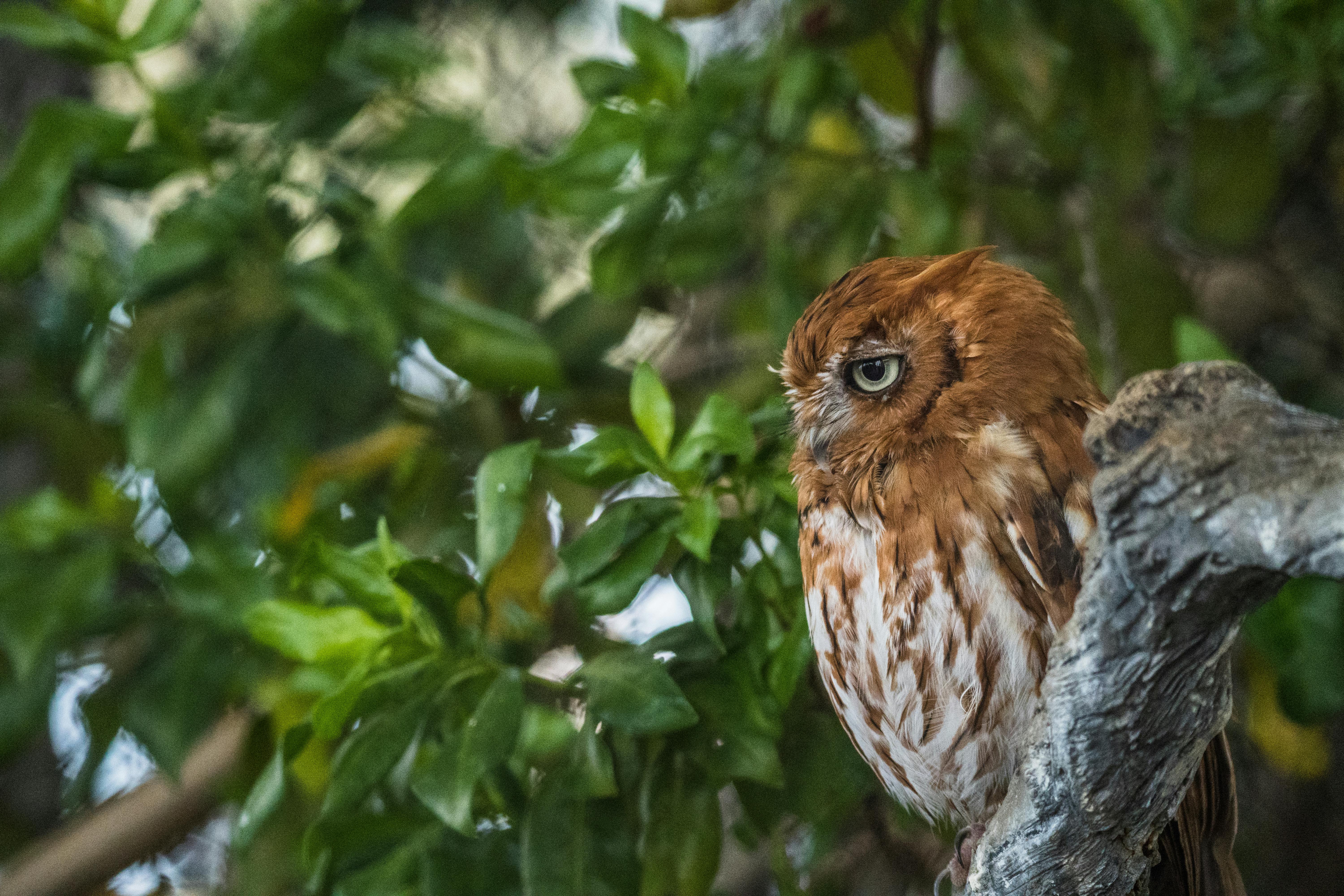 Eastern Screech Owl on Tree · Free Stock Photo