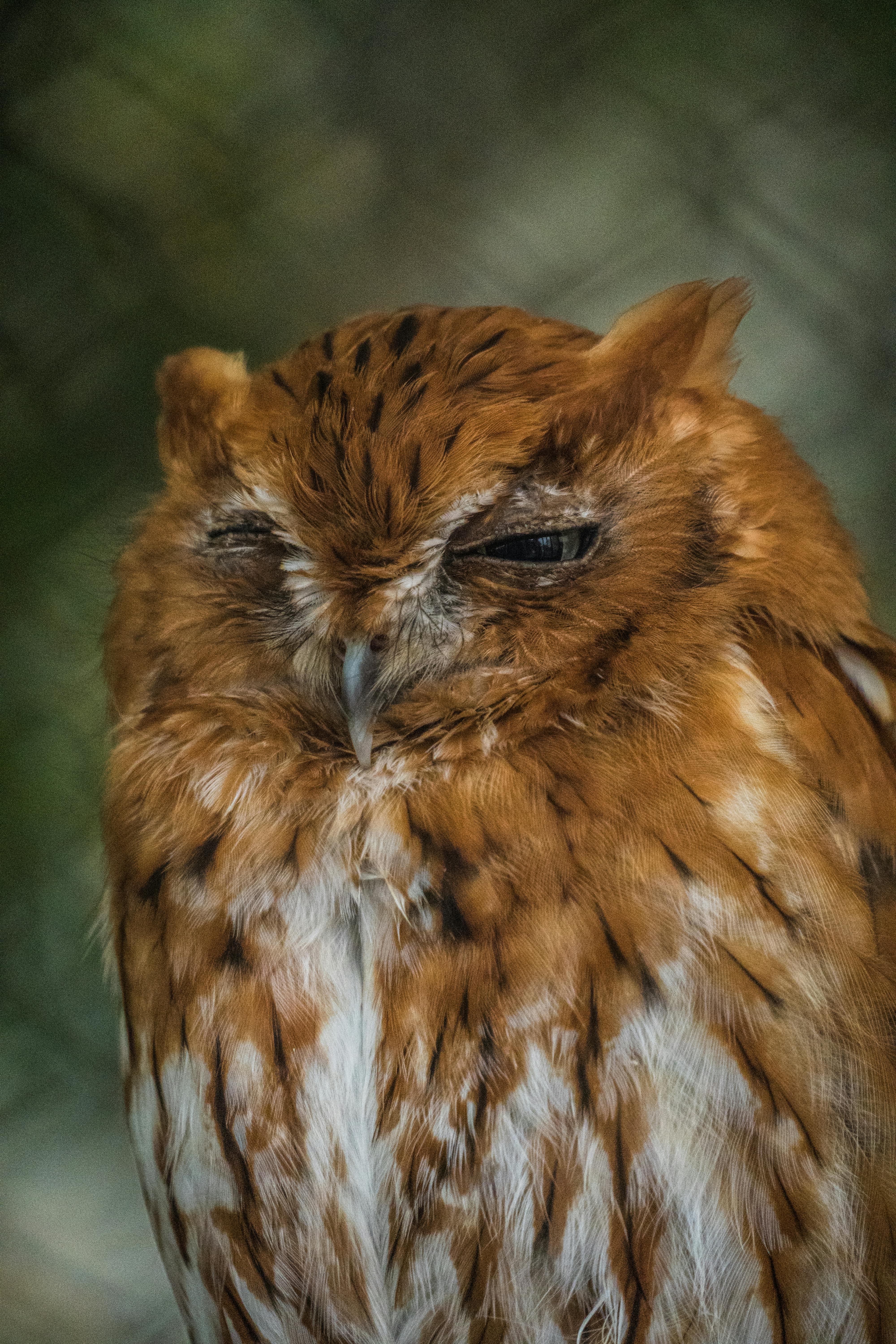Portrait of Eastern Screech Owl · Free Stock Photo