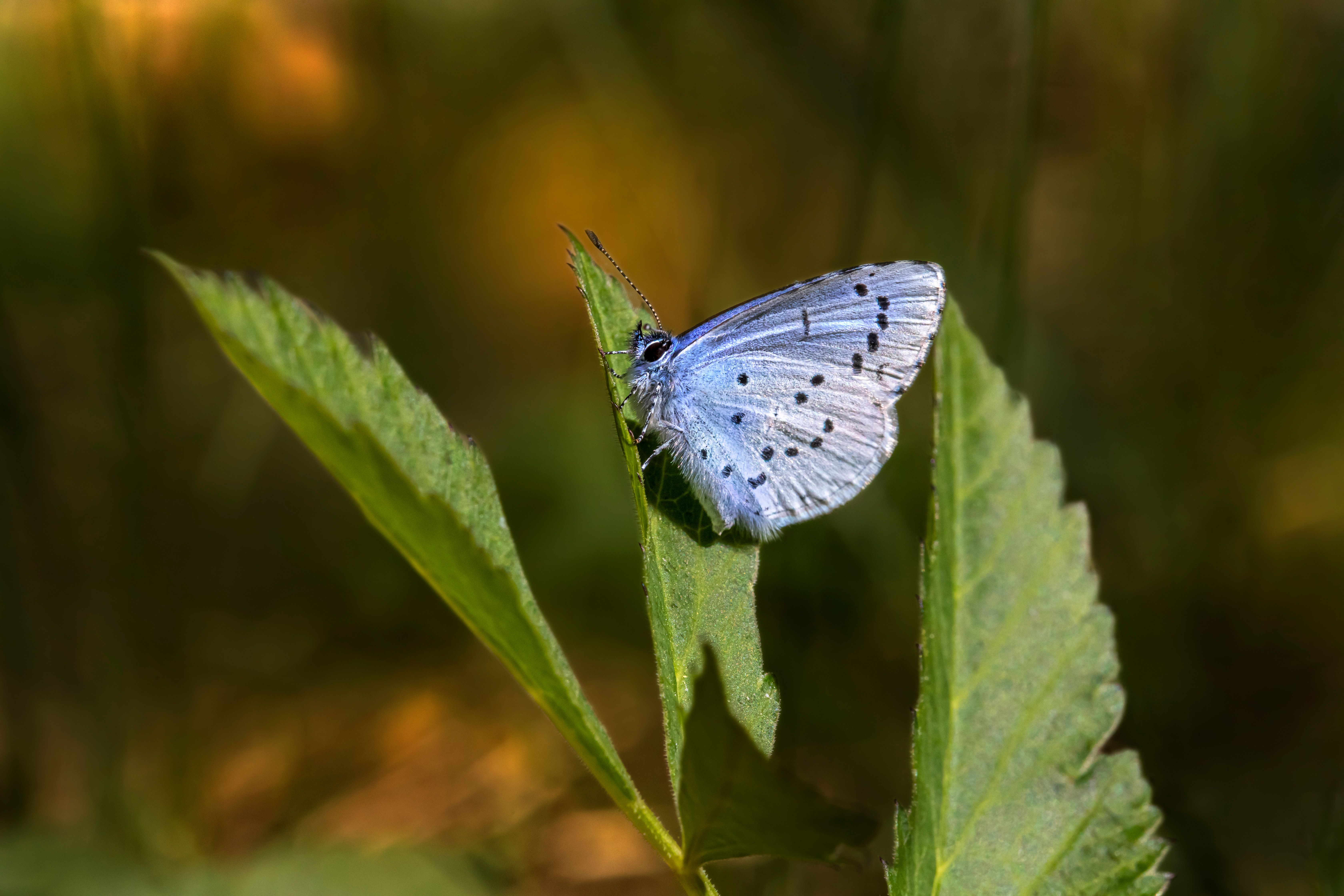Photo of a Flying Blue Butterfly · Free Stock Photo