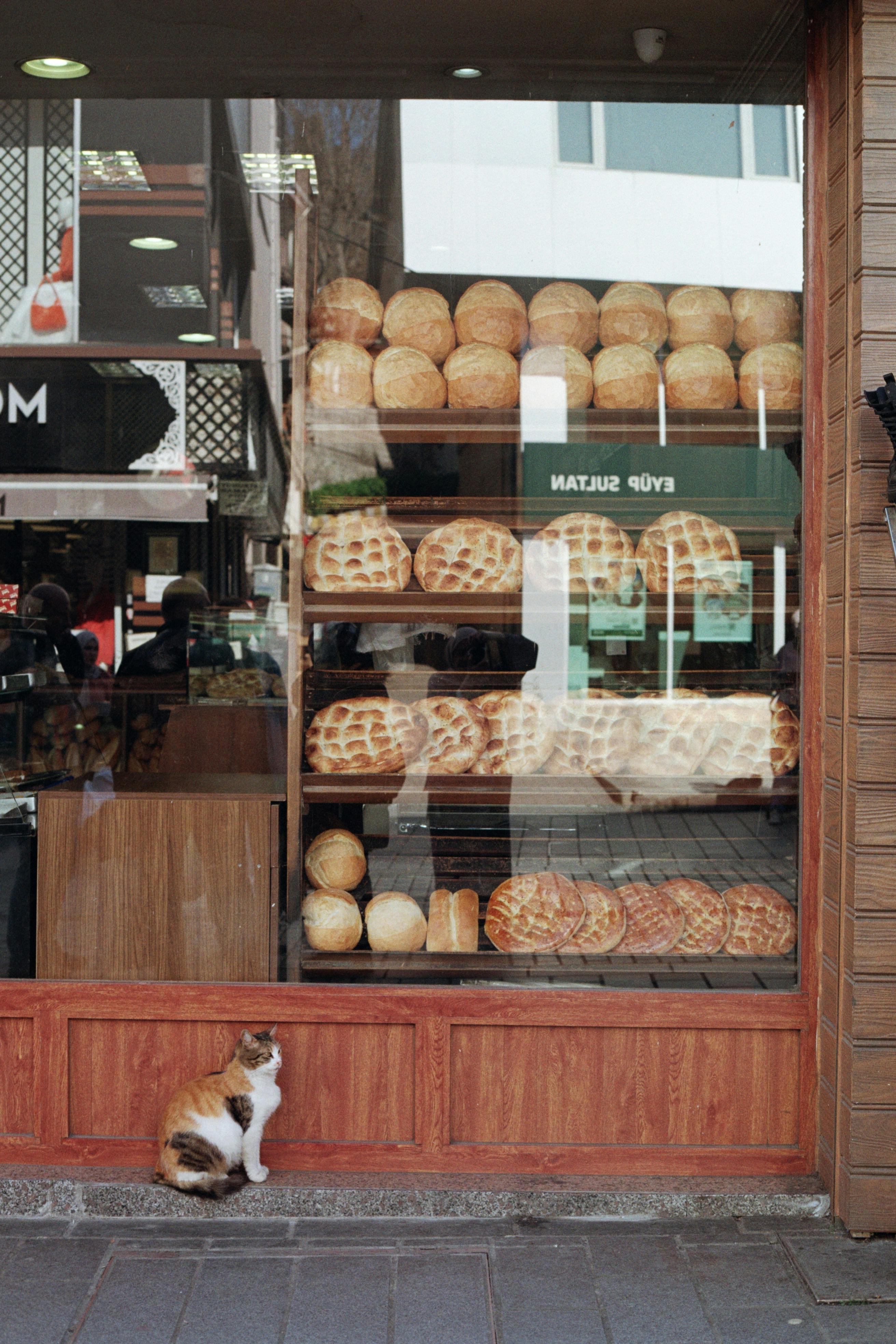 Cat Window Photos, Download The BEST Free Cat Window Stock Photos & HD ...