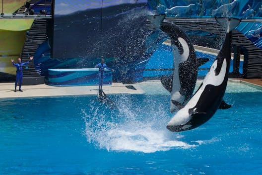 Seaworld Orcas Abuse Ends with Park Closure Decision