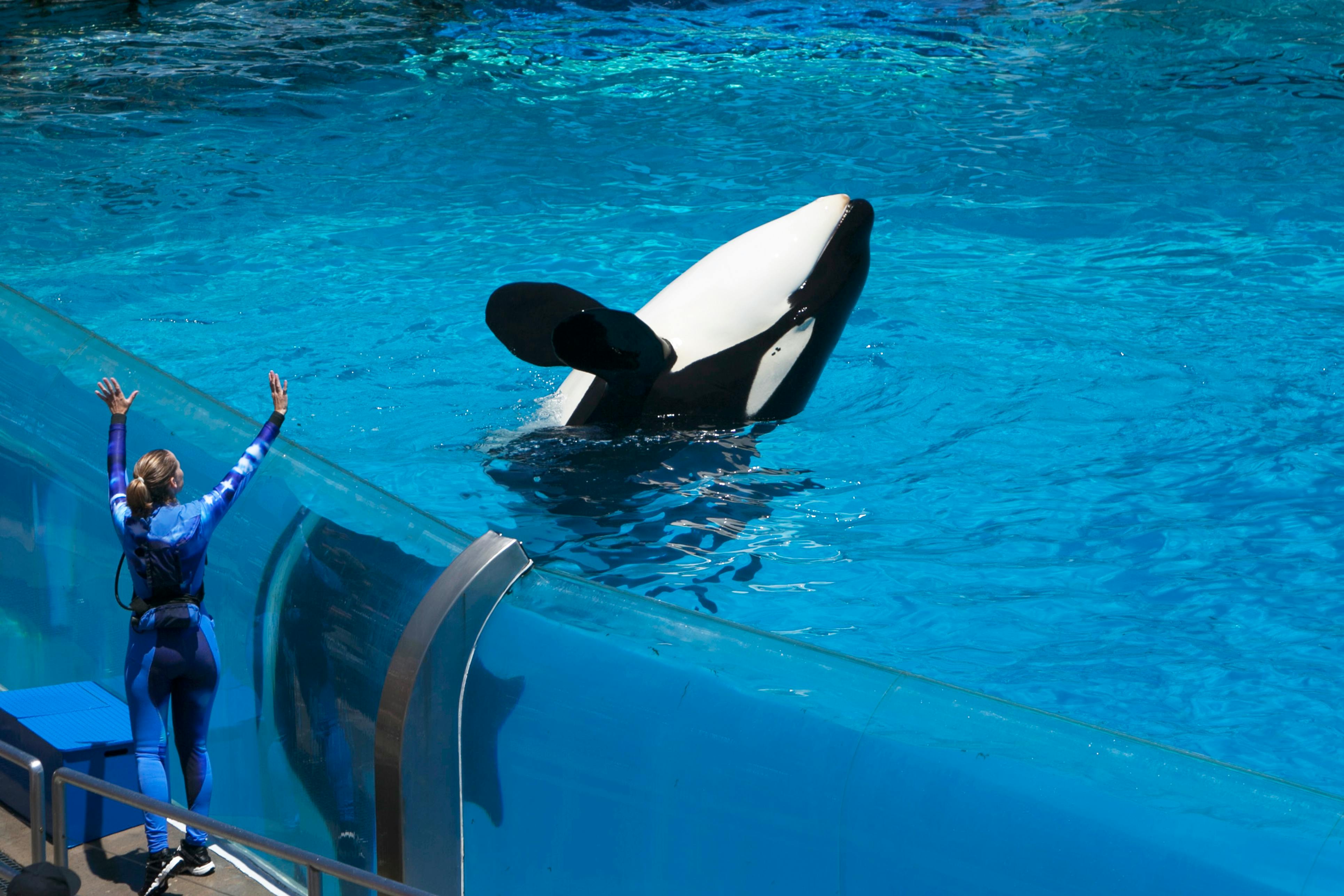 Orca Photos, Download The BEST Free Orca Stock Photos & HD Images