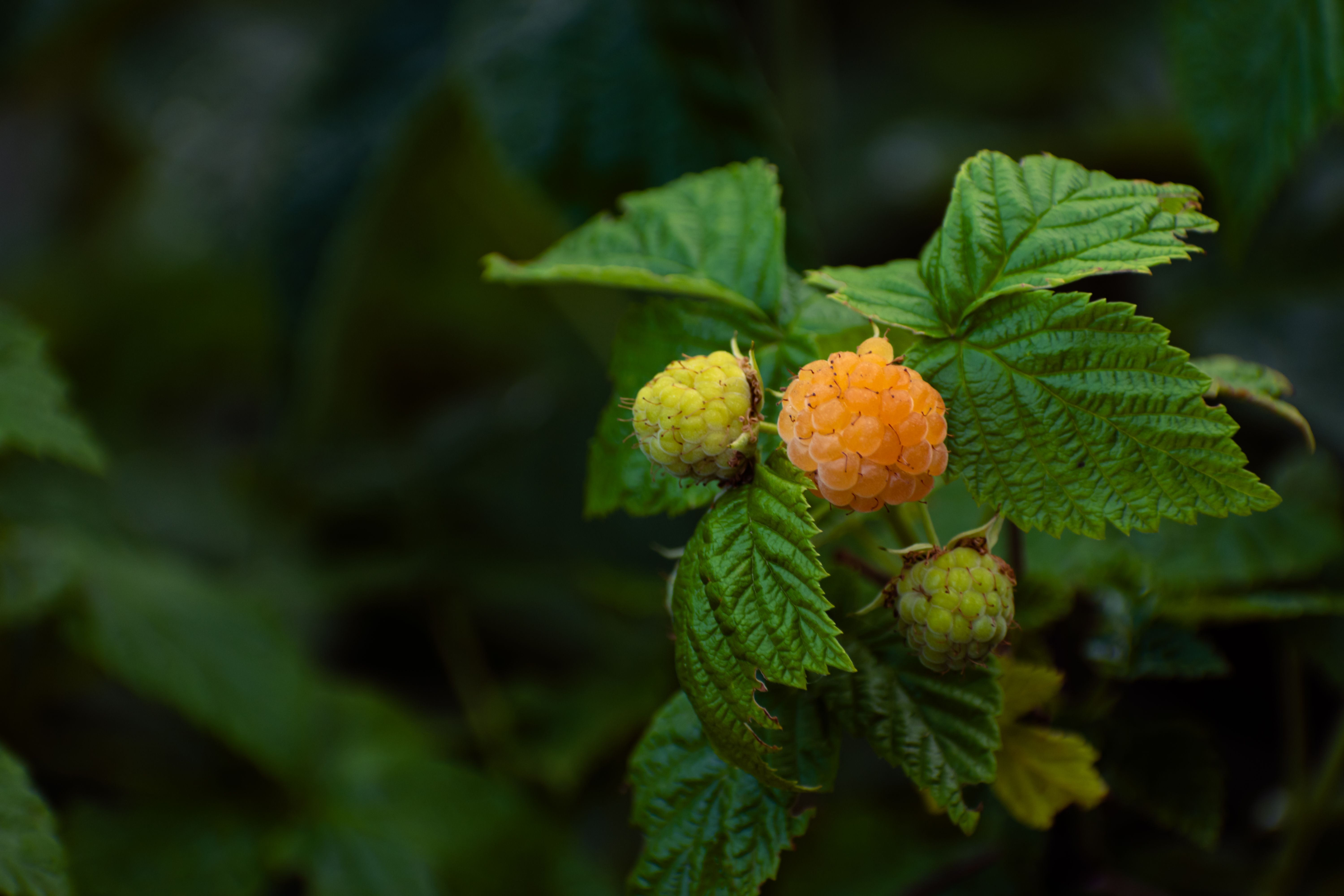 Food Background Gold Photos, Download The BEST Free Food Background ...