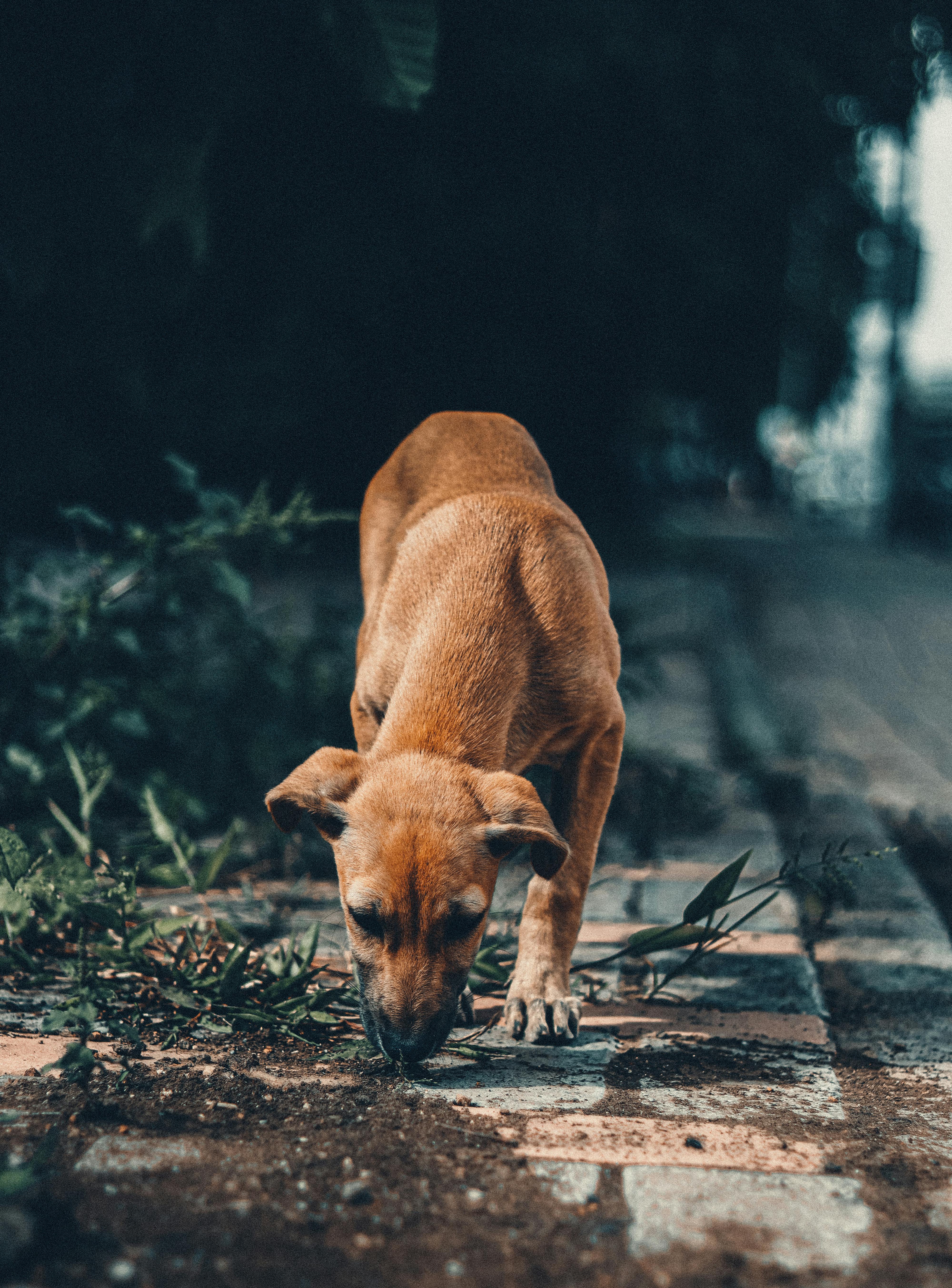 Askal Dog on Sidewalk · Free Stock Photo