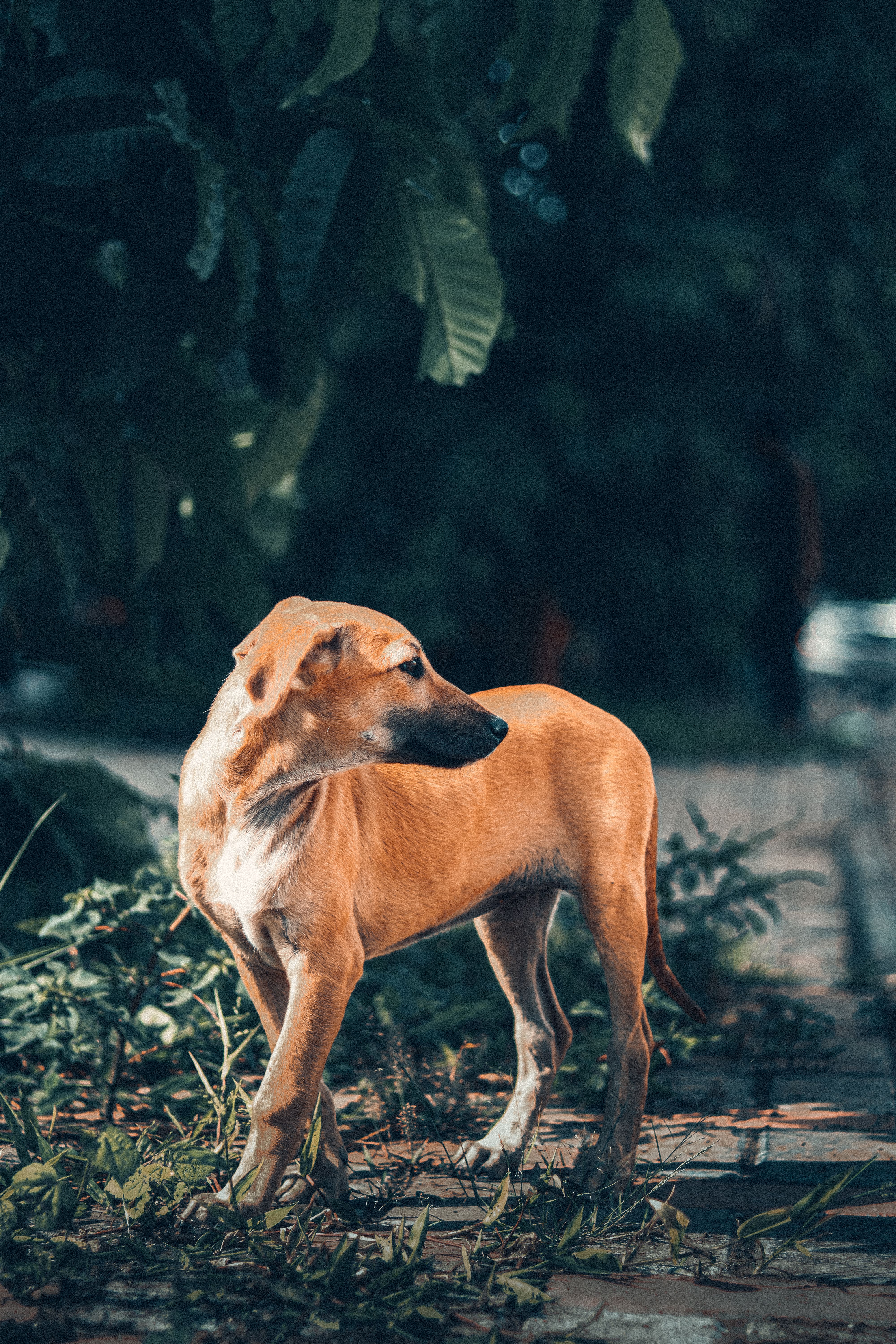 A Dog on the Pavement · Free Stock Photo