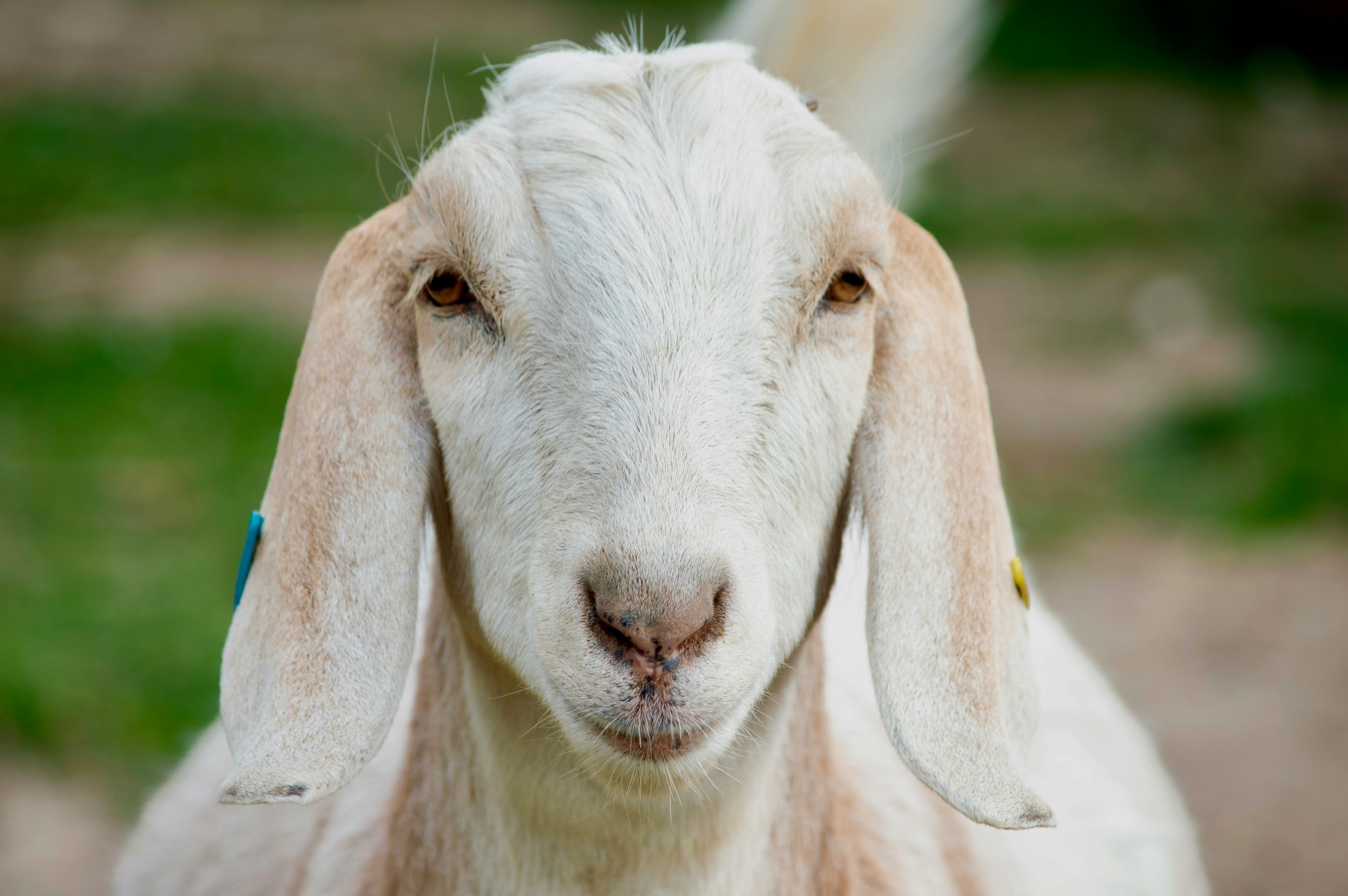 Close-Up Shot of Two Sheep · Free Stock Photo