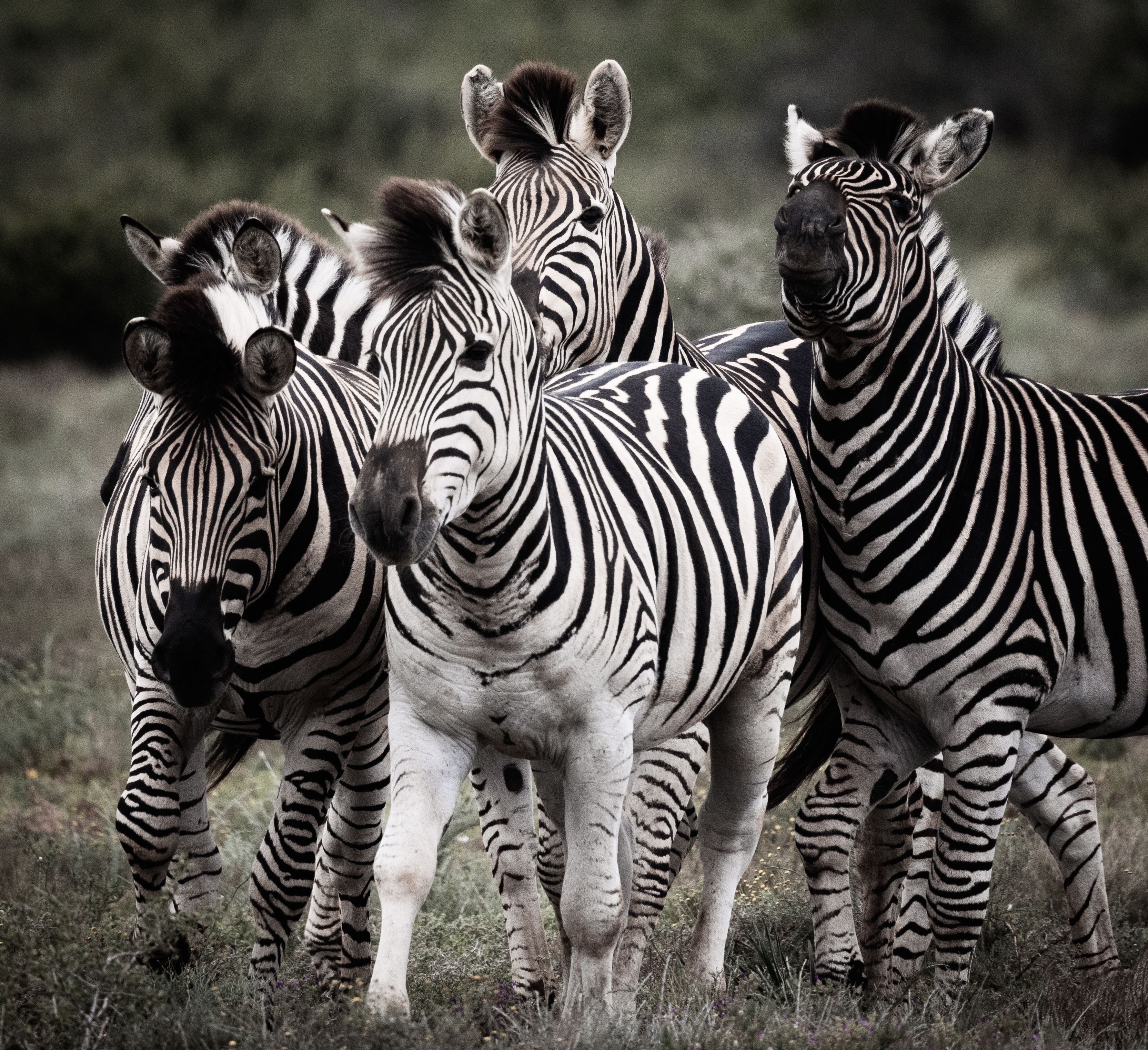 Zebras in Nature in Black and White · Free Stock Photo