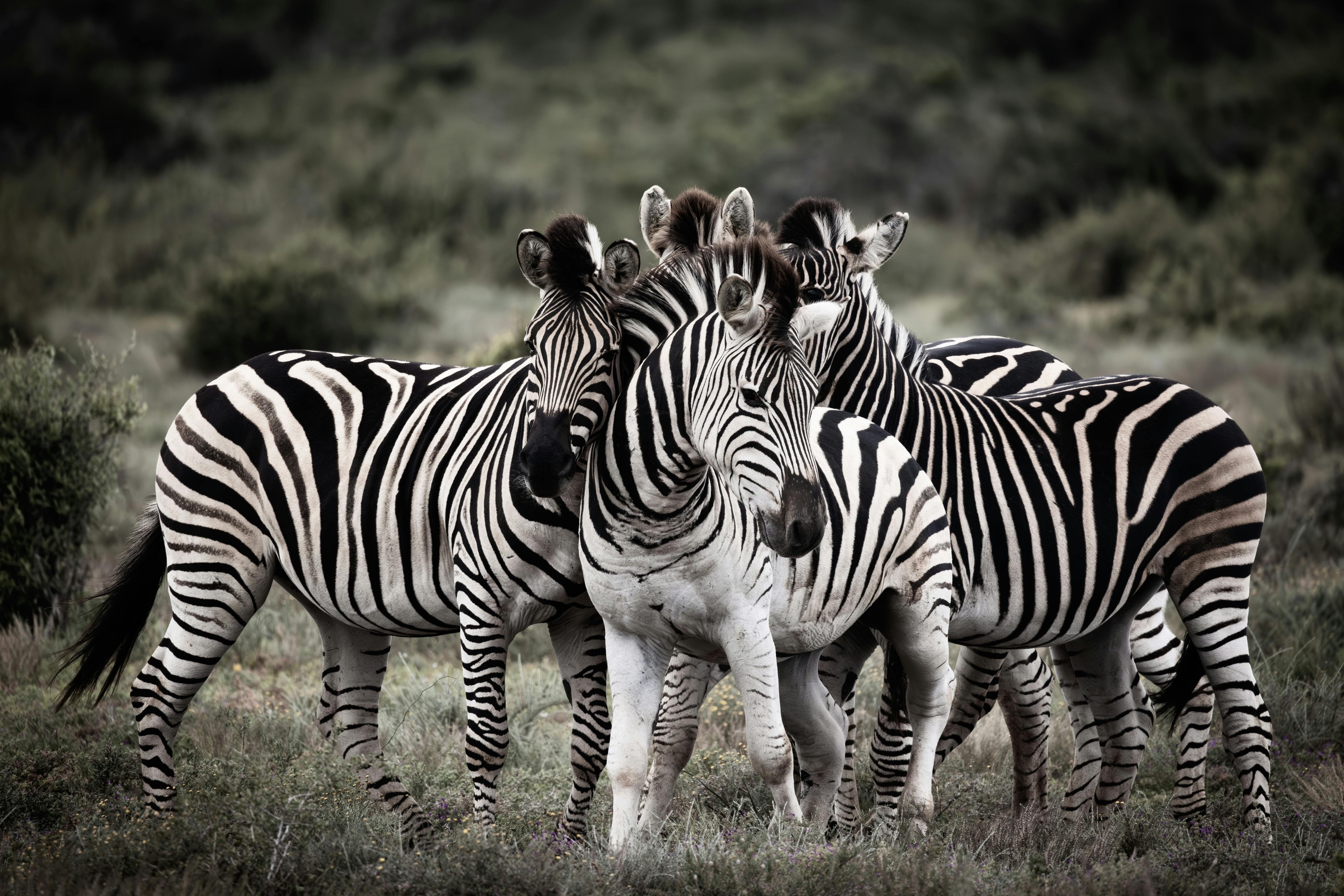 Safari Photo Photos, Download The BEST Free Safari Photo Stock Photos ...