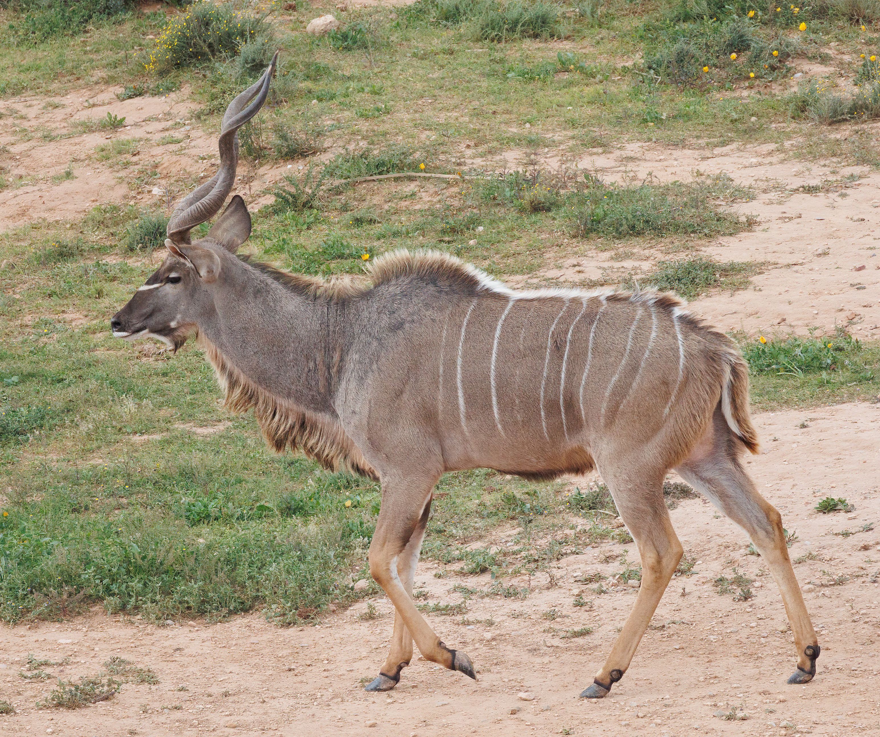 Kudu Leg Photos, Download The BEST Free Kudu Leg Stock Photos & HD Images