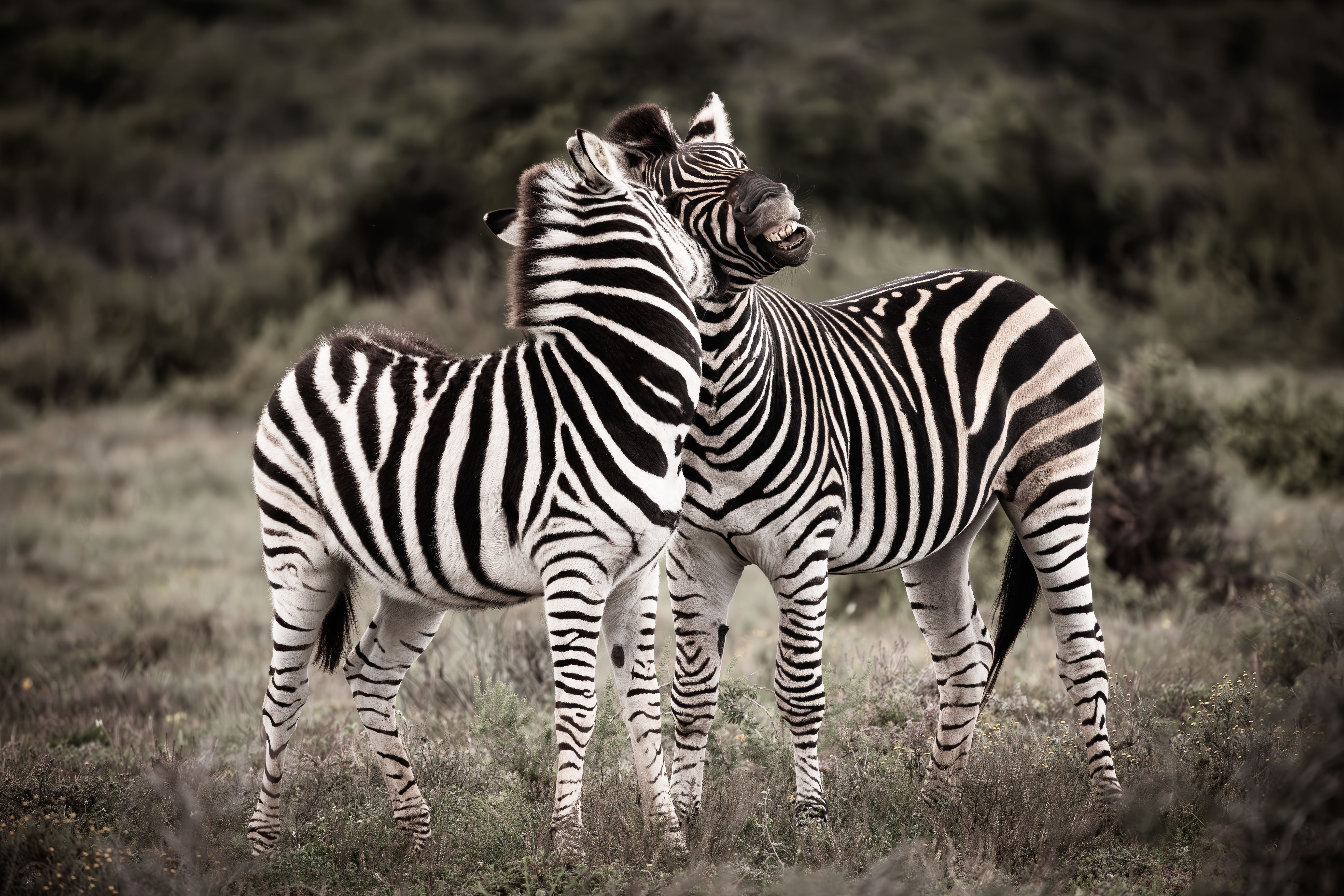 Zebras in Black and White · Free Stock Photo