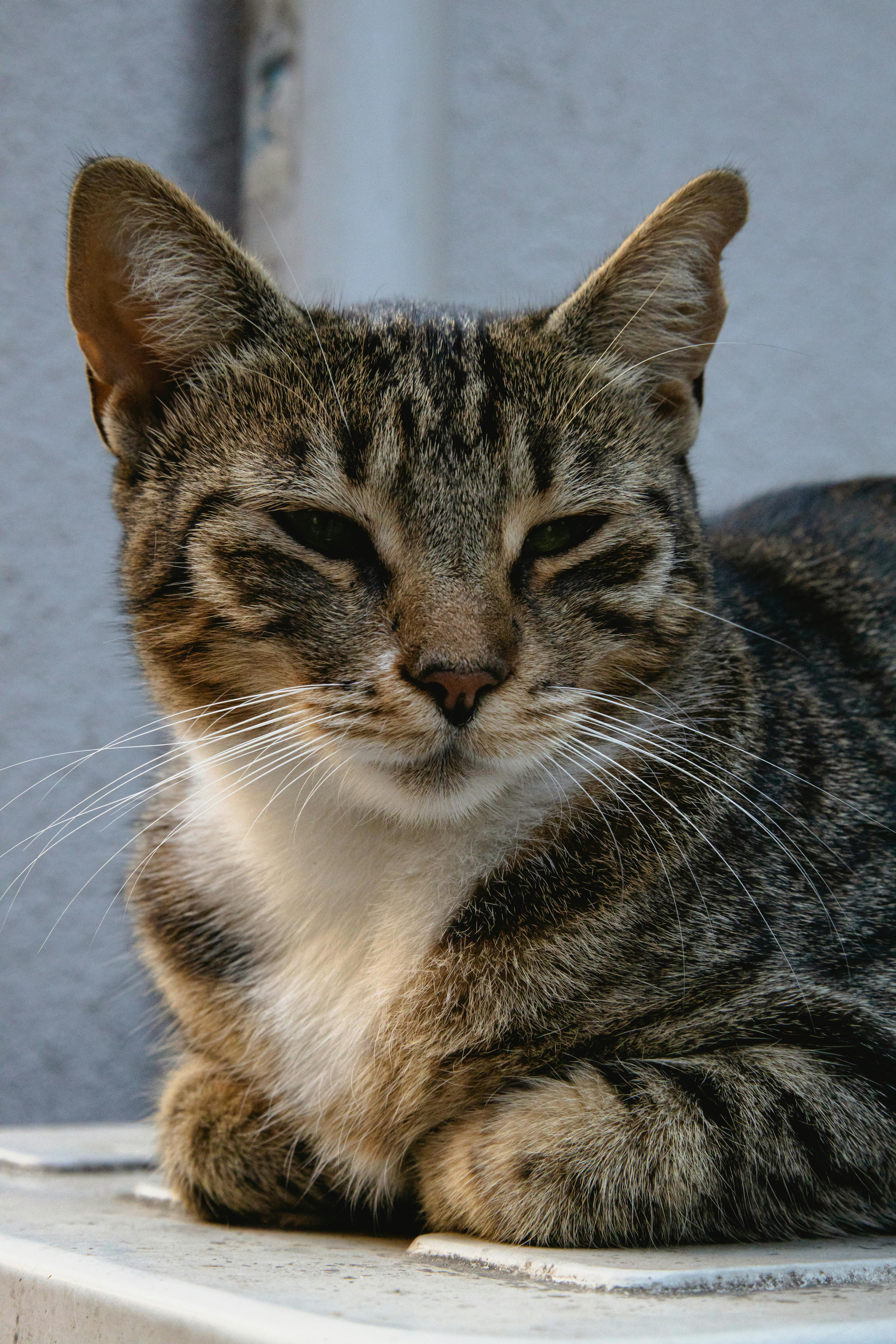 Close up of Cat Head · Free Stock Photo