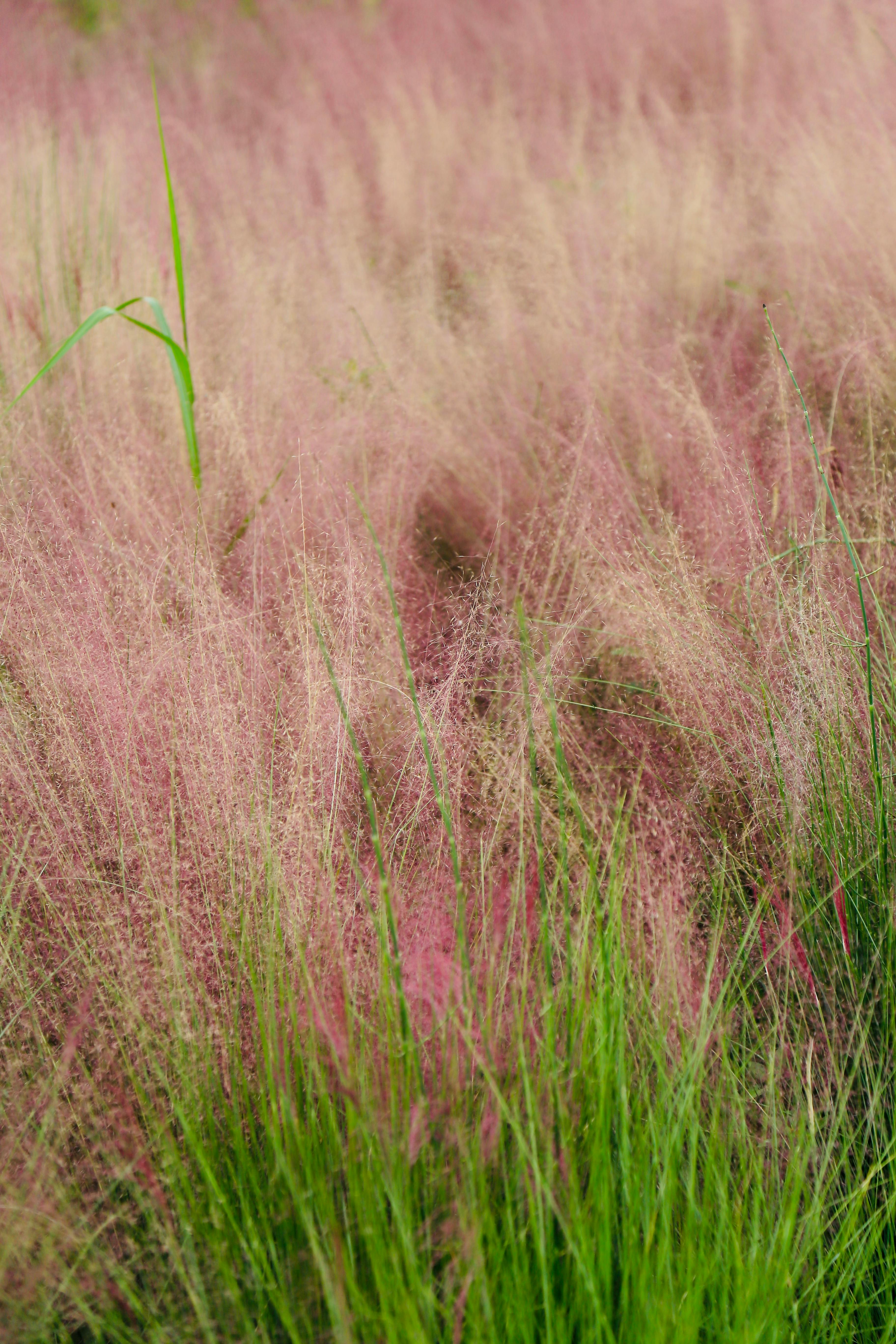 Ruby Grass in Summer · Free Stock Photo