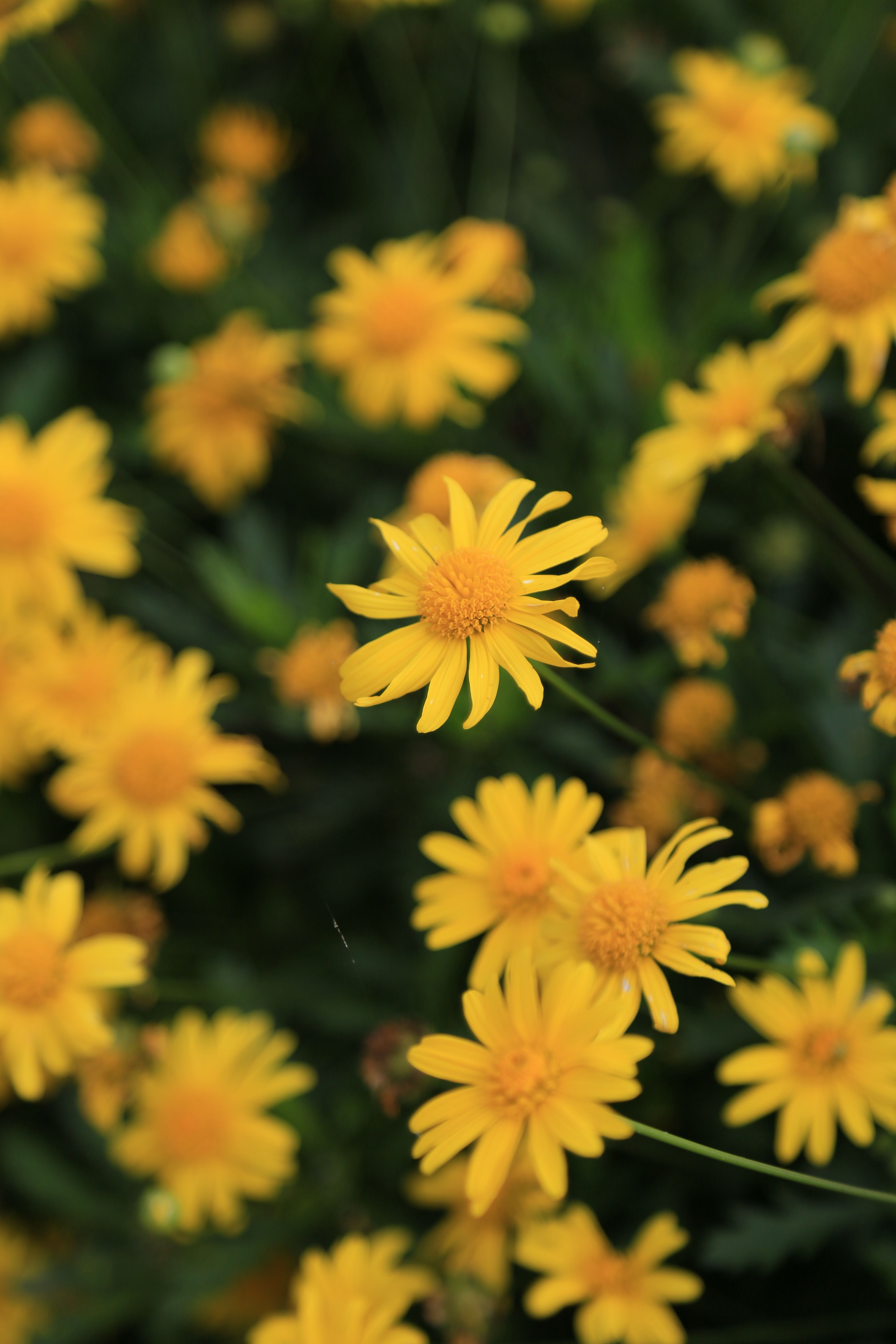 Blooming Yellow Flowers · Free Stock Photo
