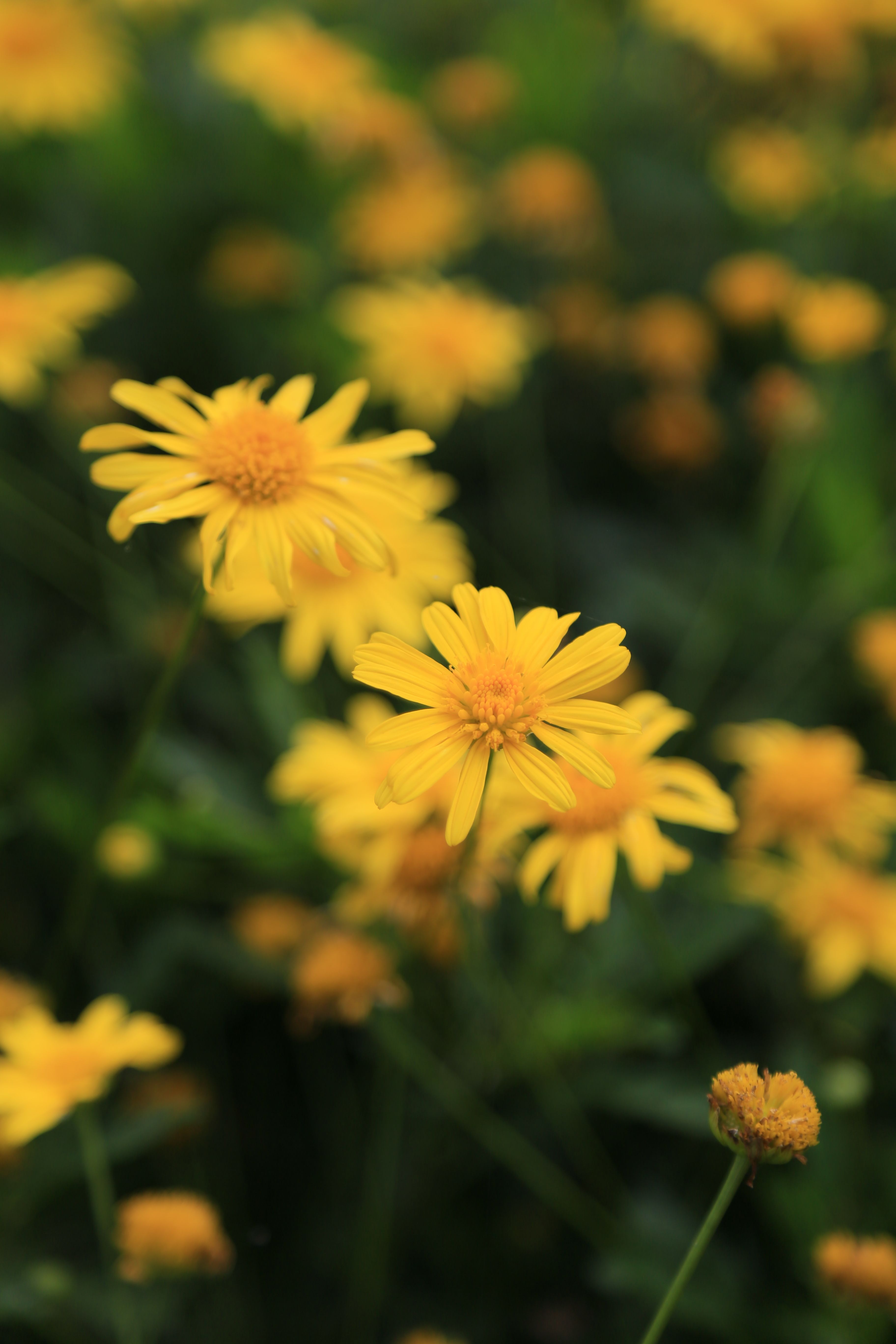 Shallow Focus Photography of Yellow Flowers · Free Stock Photo