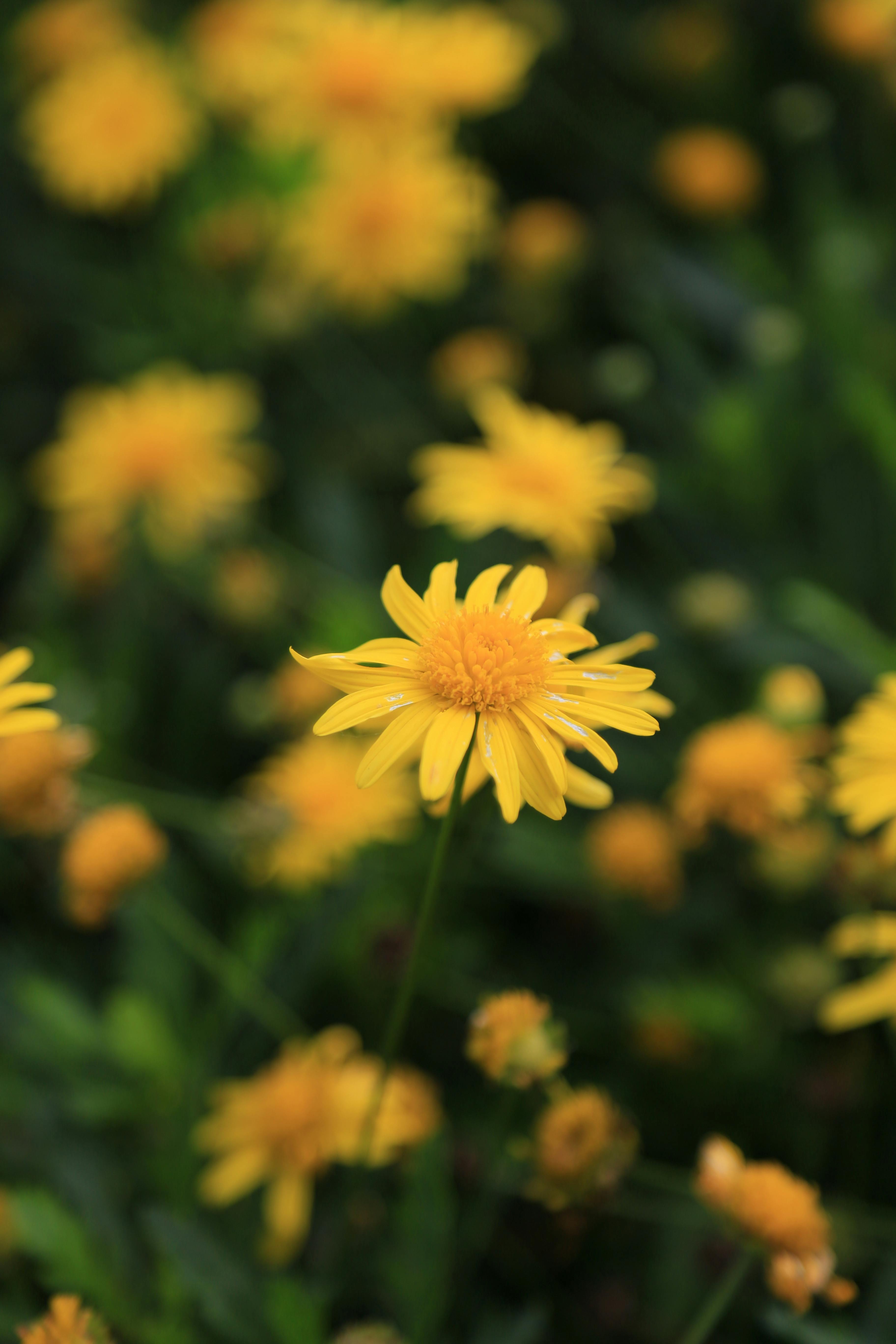 Close up of Yellow Flower · Free Stock Photo