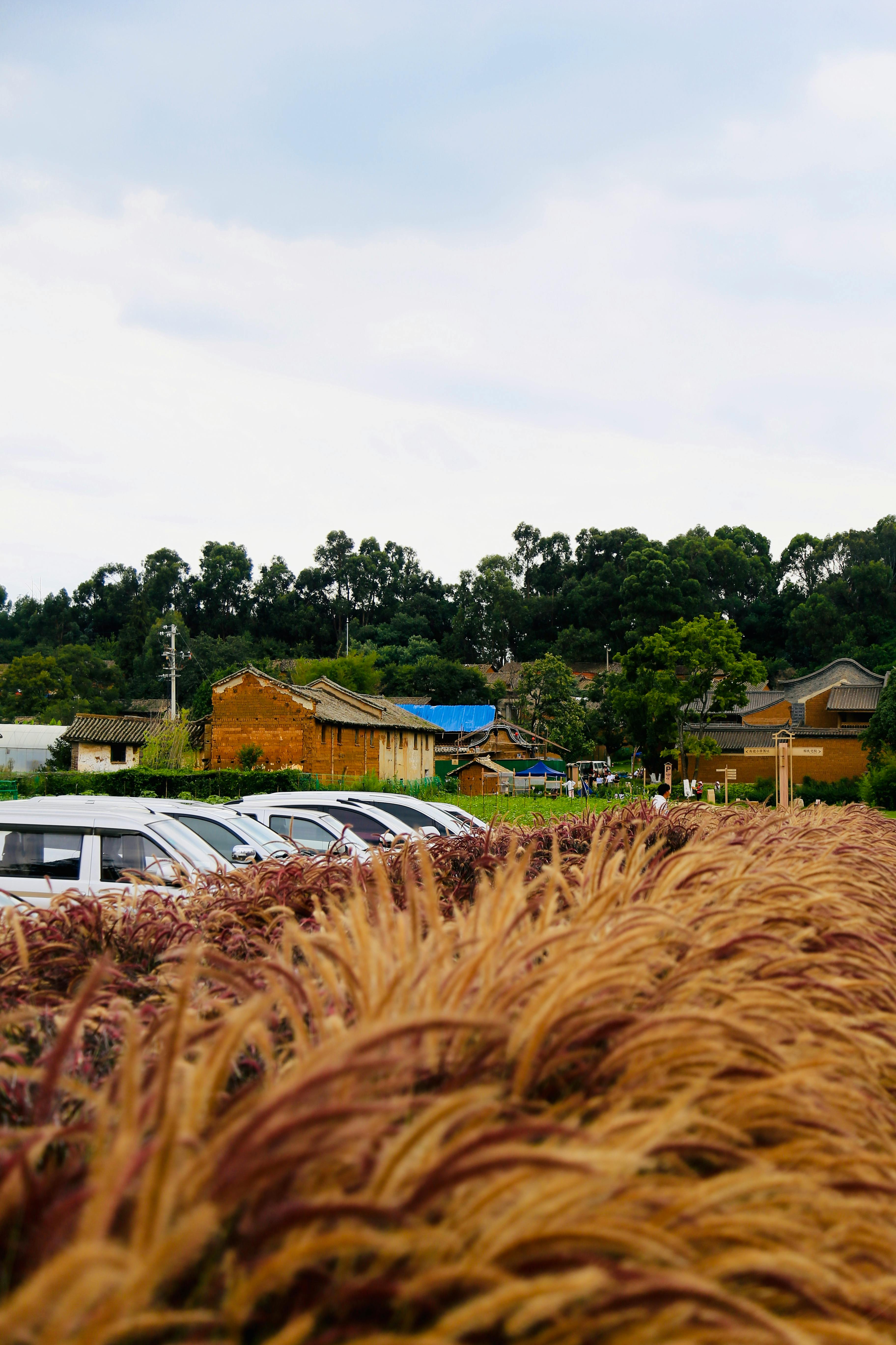 Grass Lot Photos, Download The BEST Free Grass Lot Stock Photos & HD Images