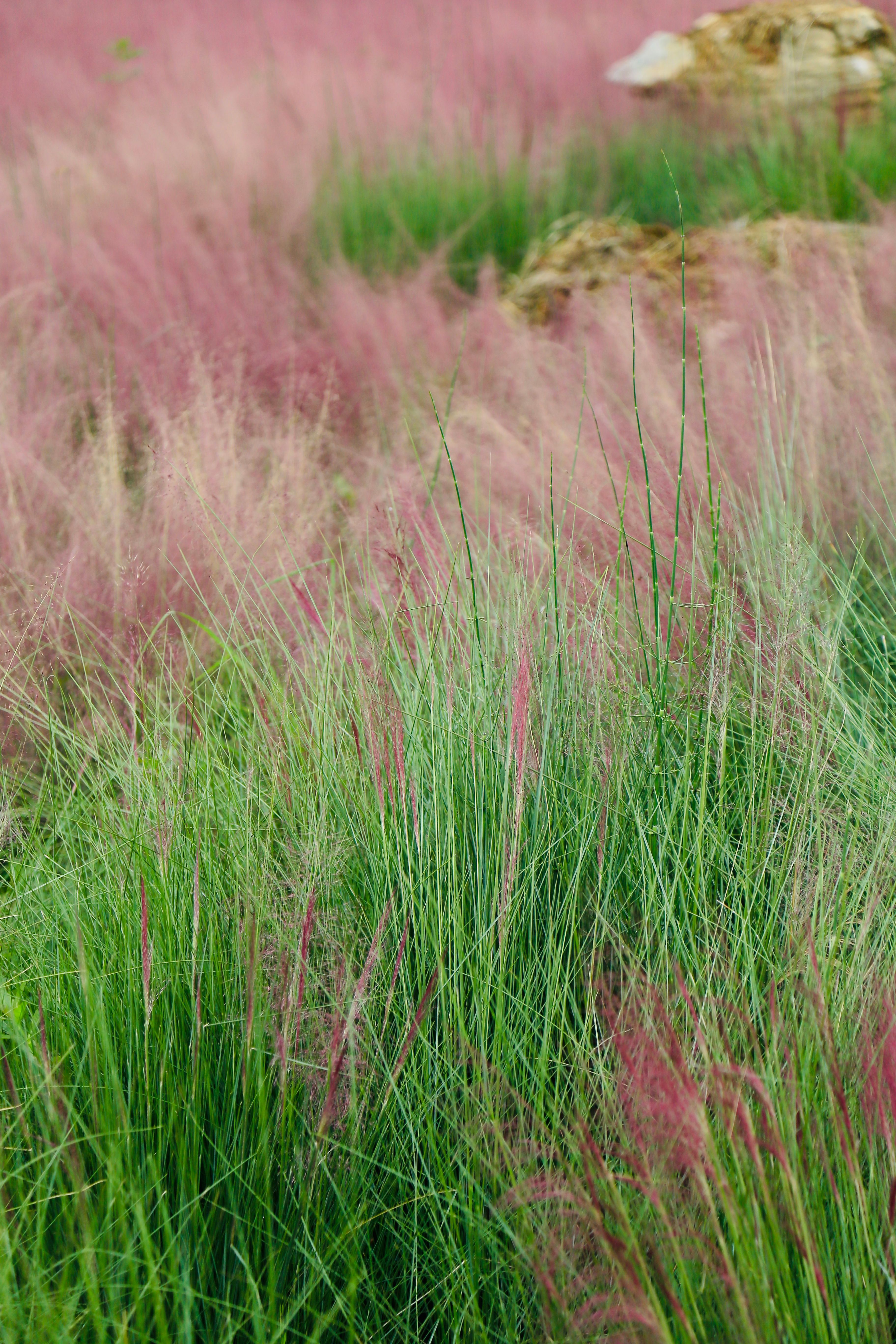 Ruby Grass in Summer · Free Stock Photo