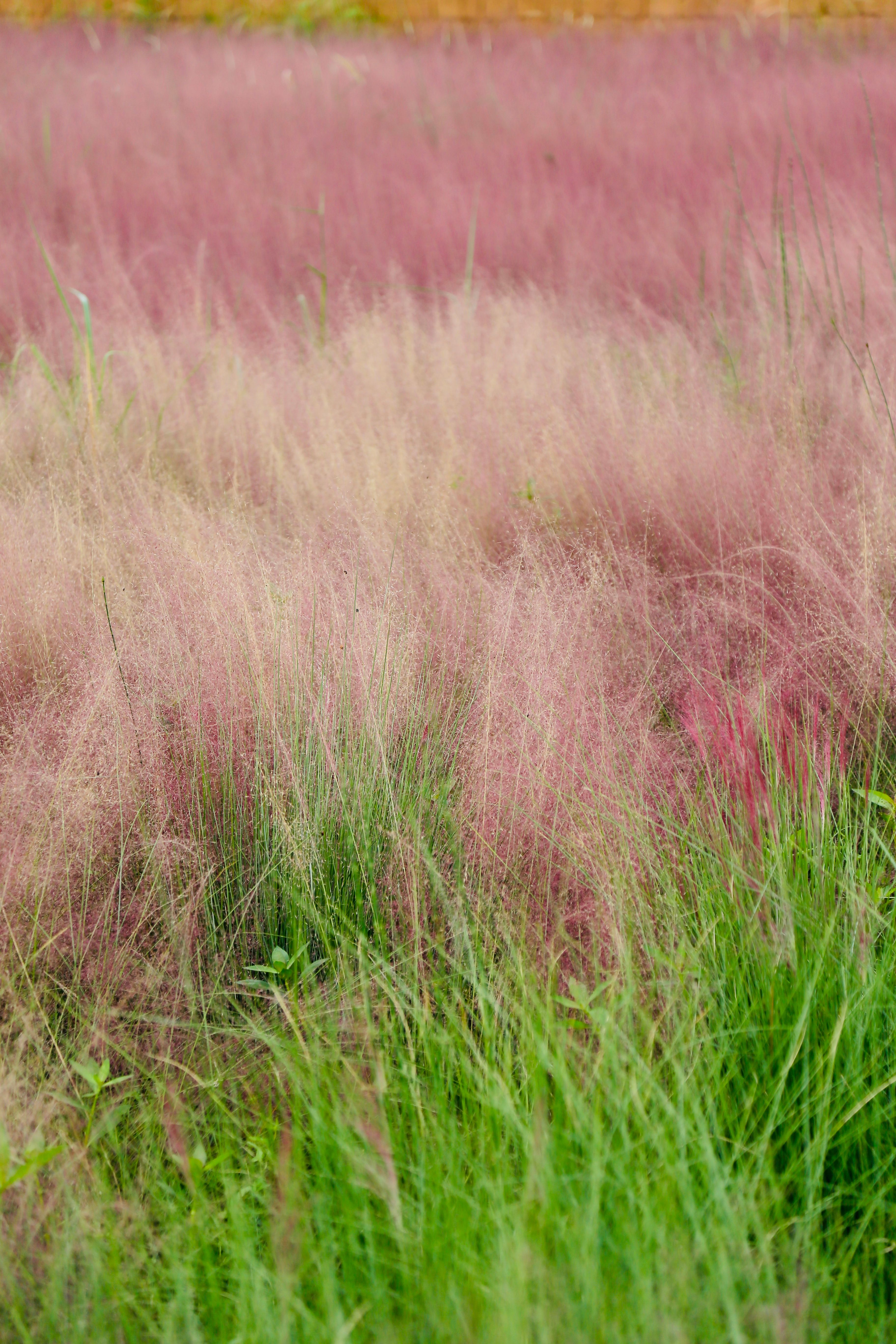 Growth of Ruby Grass · Free Stock Photo