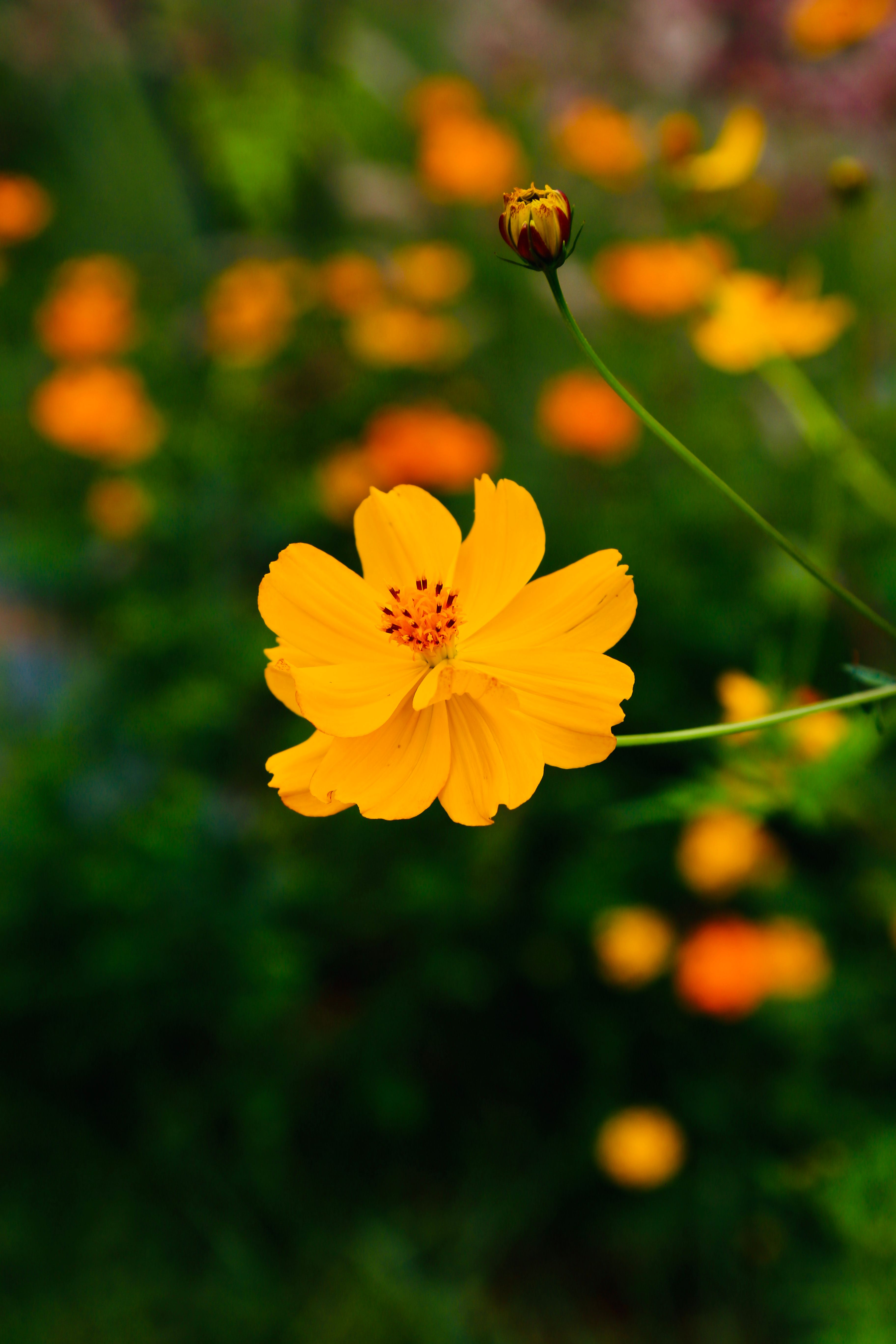 Budding Pokies Photos Download The Best Free Budding Pokies Stock