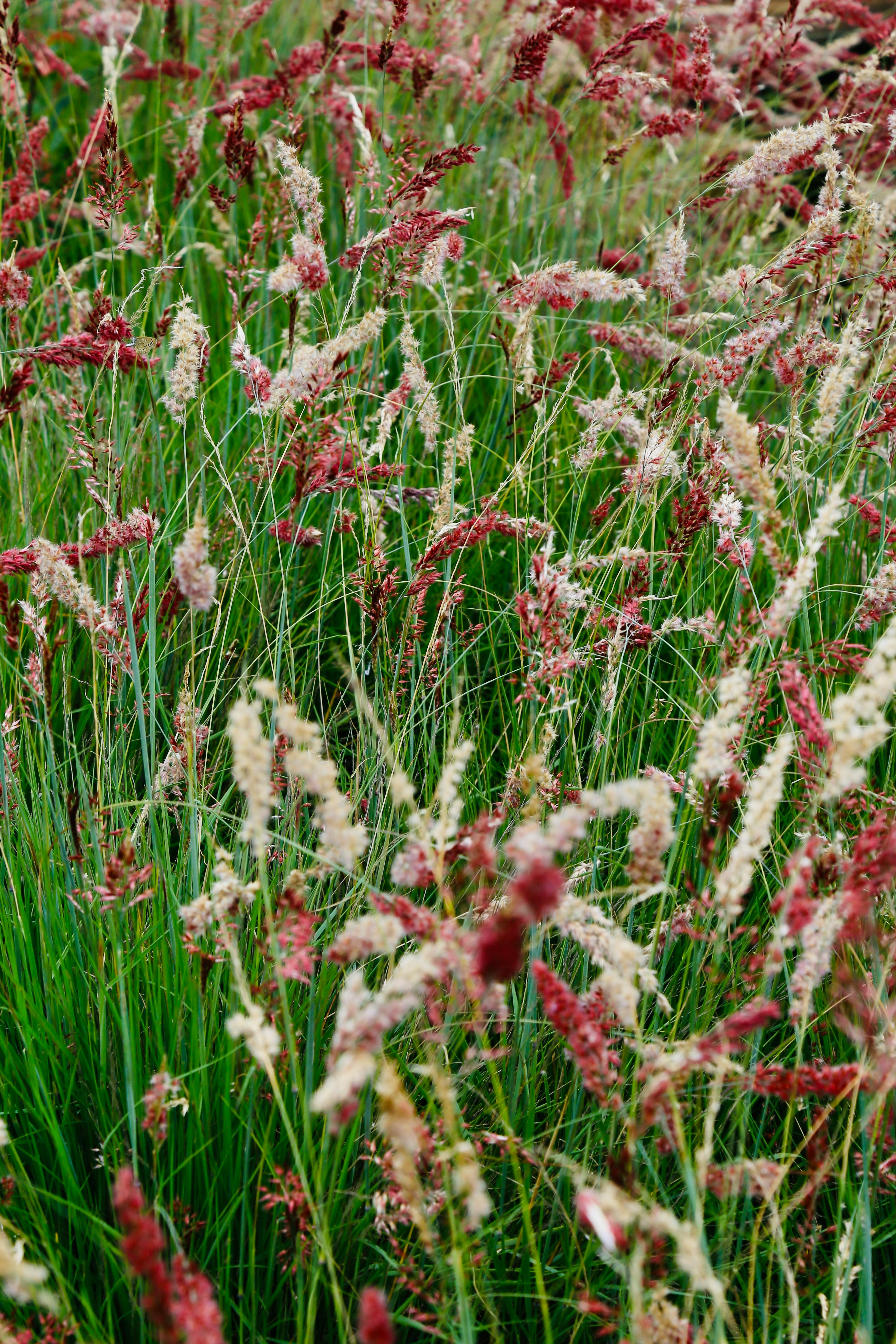 Decorative Ruby Grass · Free Stock Photo