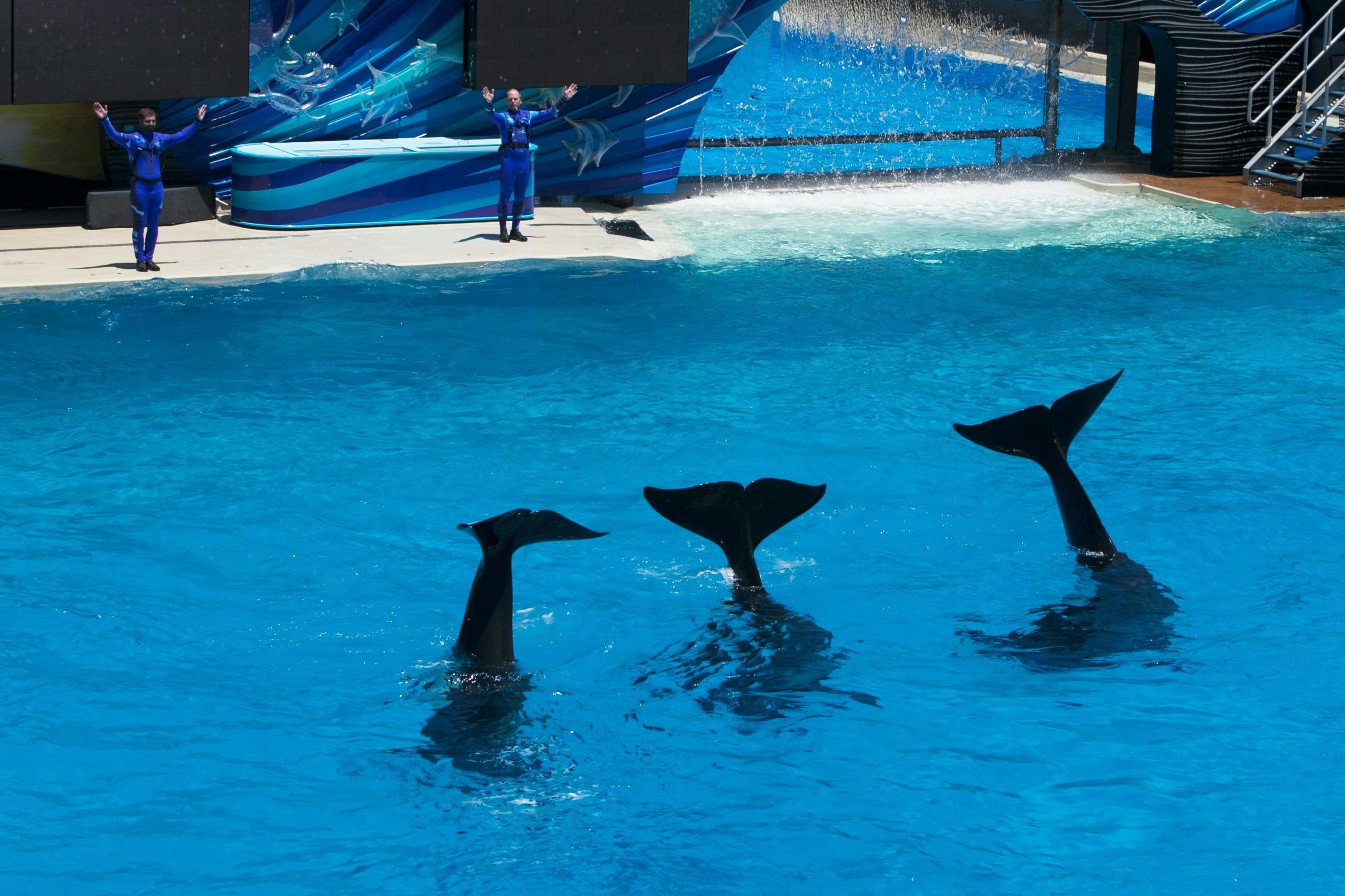 Dolphins Show at Aquarium · Free Stock Photo