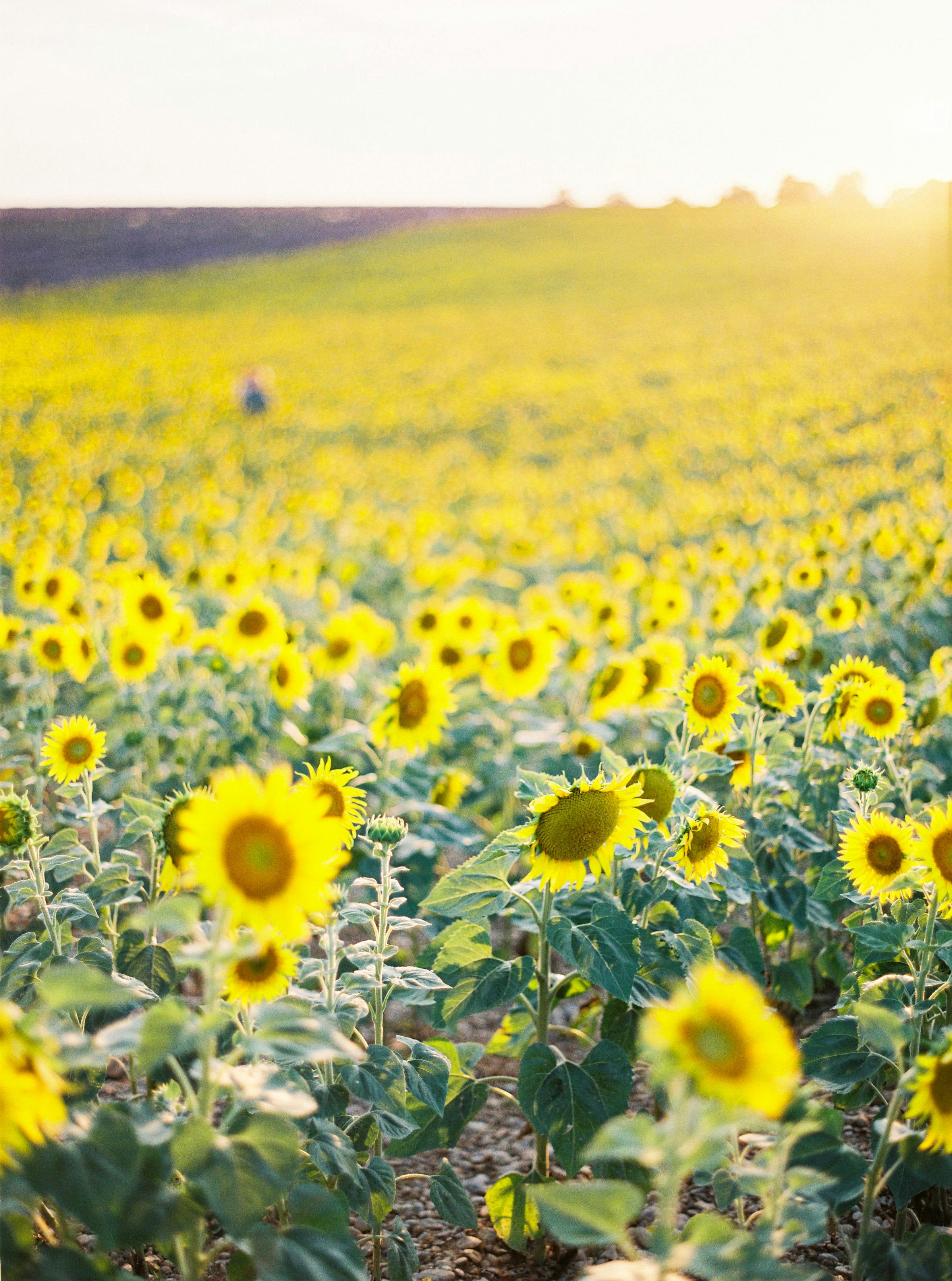 Landscape Photography of Sunflower Field during Sunset · Free Stock Photo
