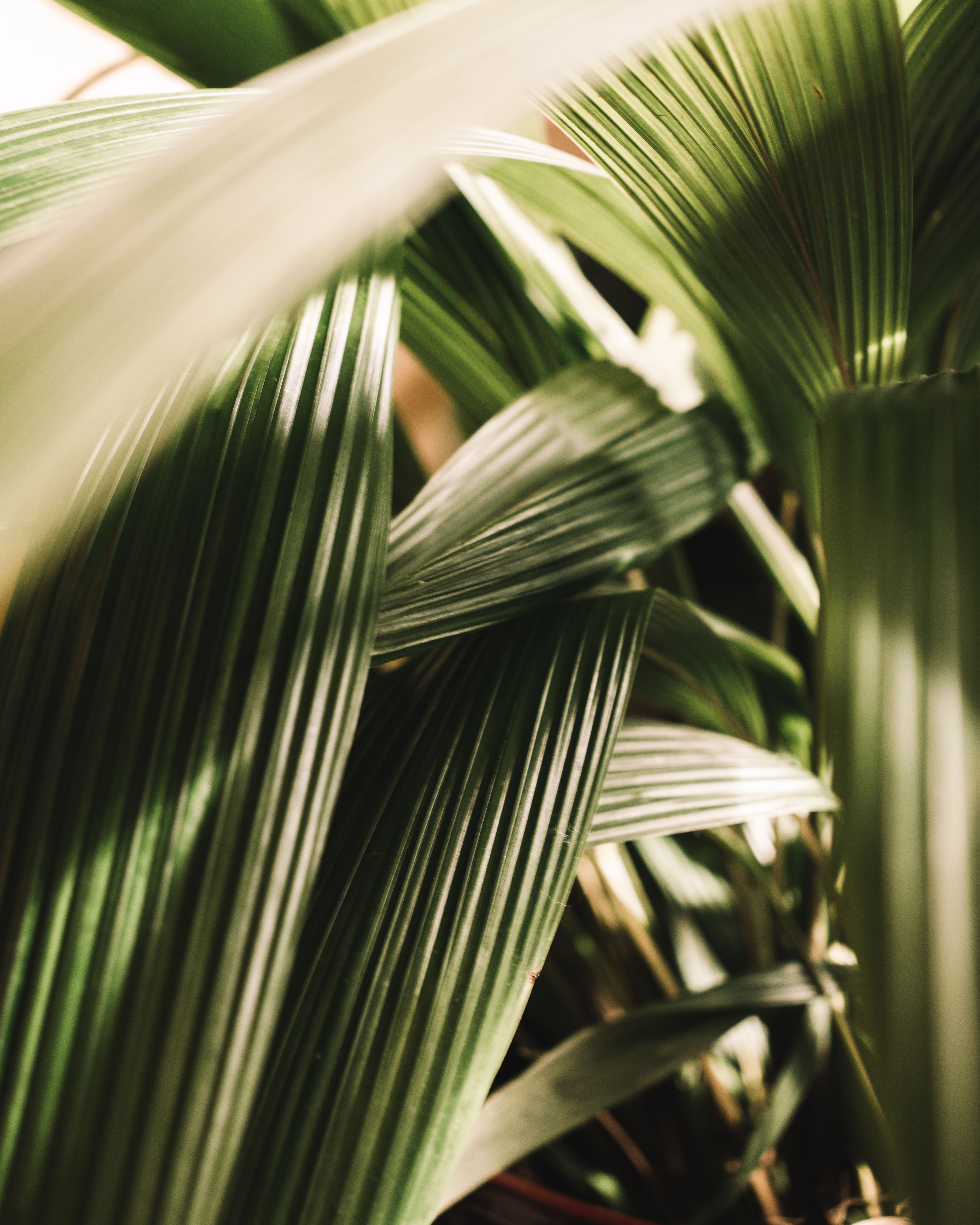 Close up of a Plant · Free Stock Photo