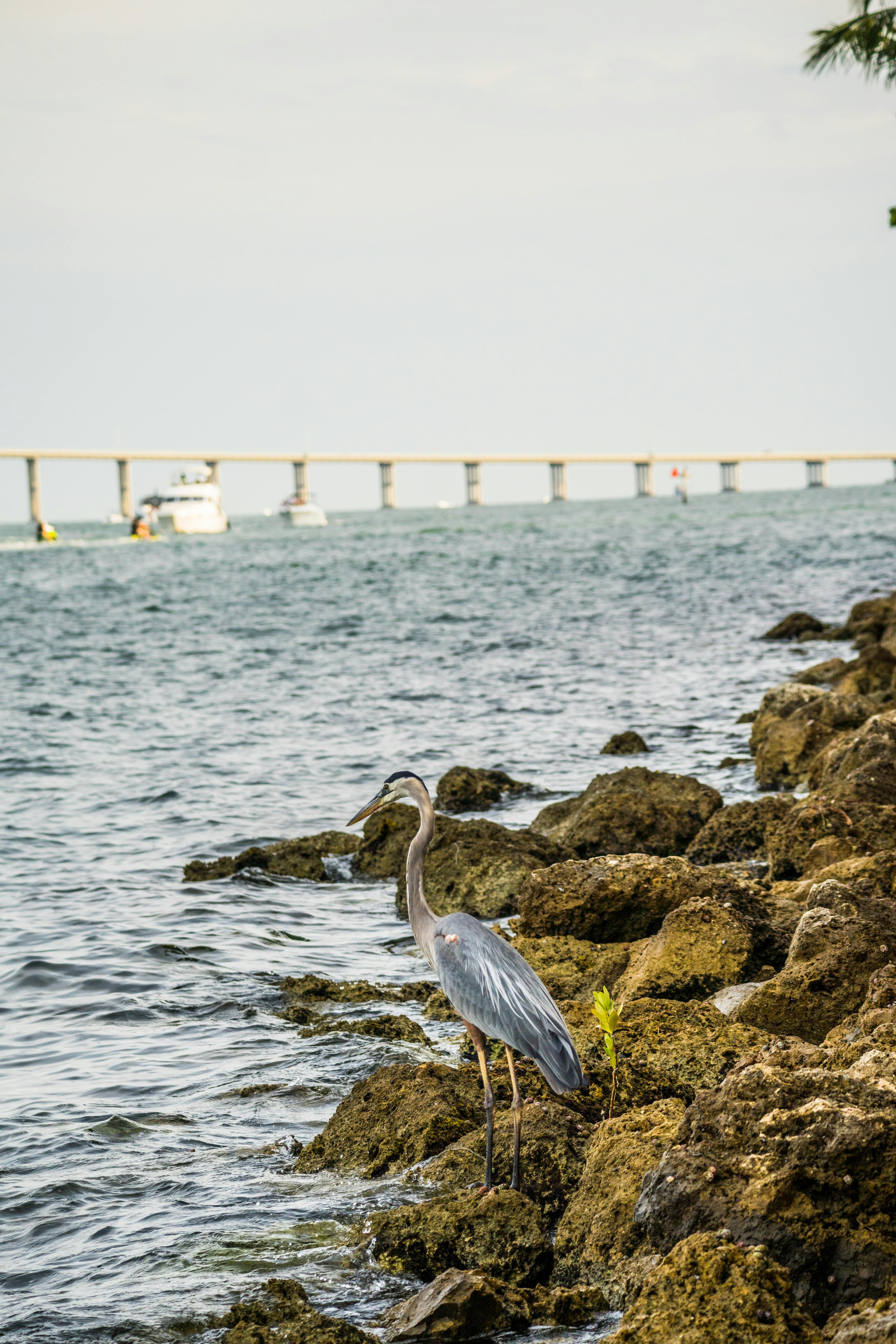 Heron on Rocks on Sea Shore · Free Stock Photo
