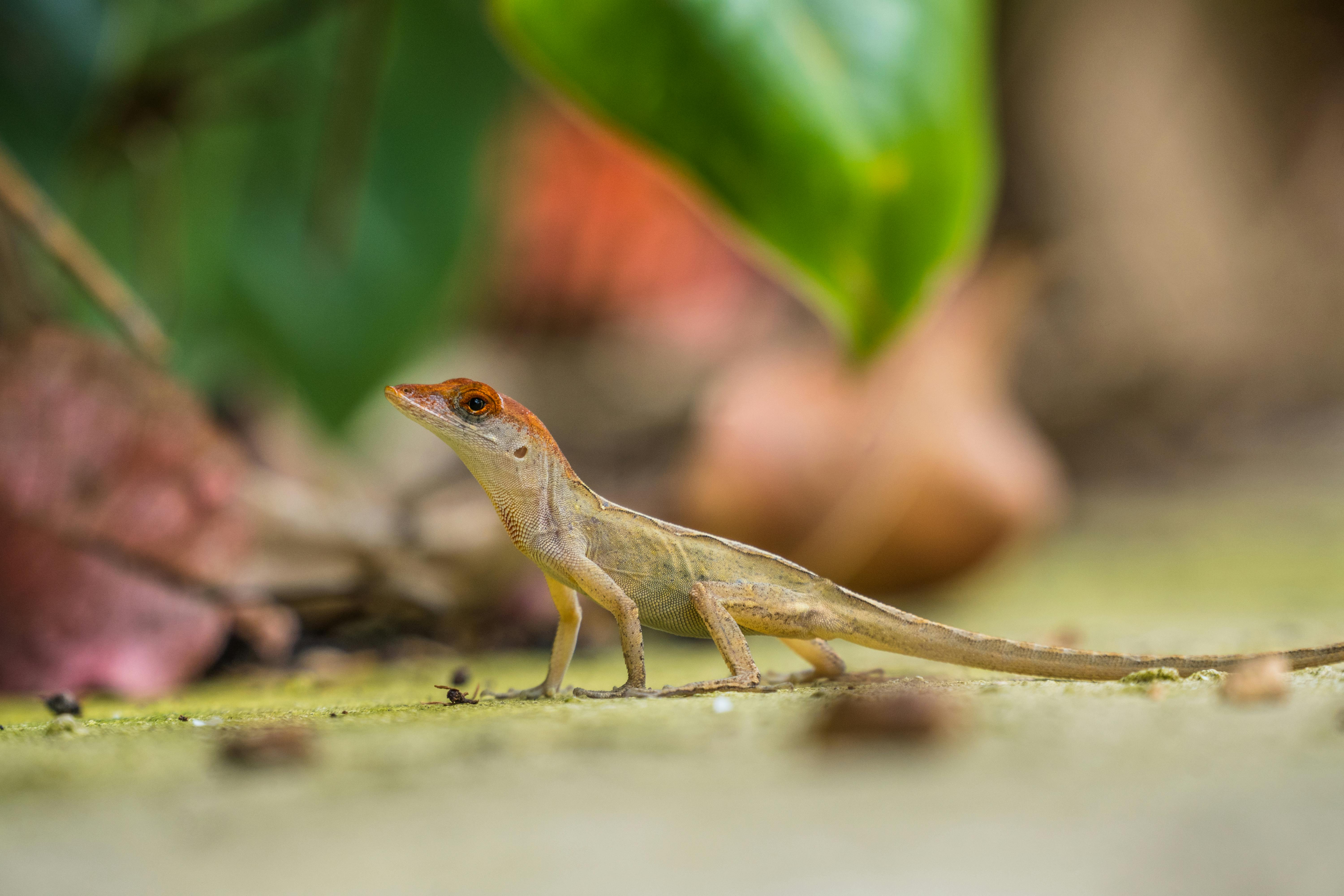 Close up of a Lizard · Free Stock Photo