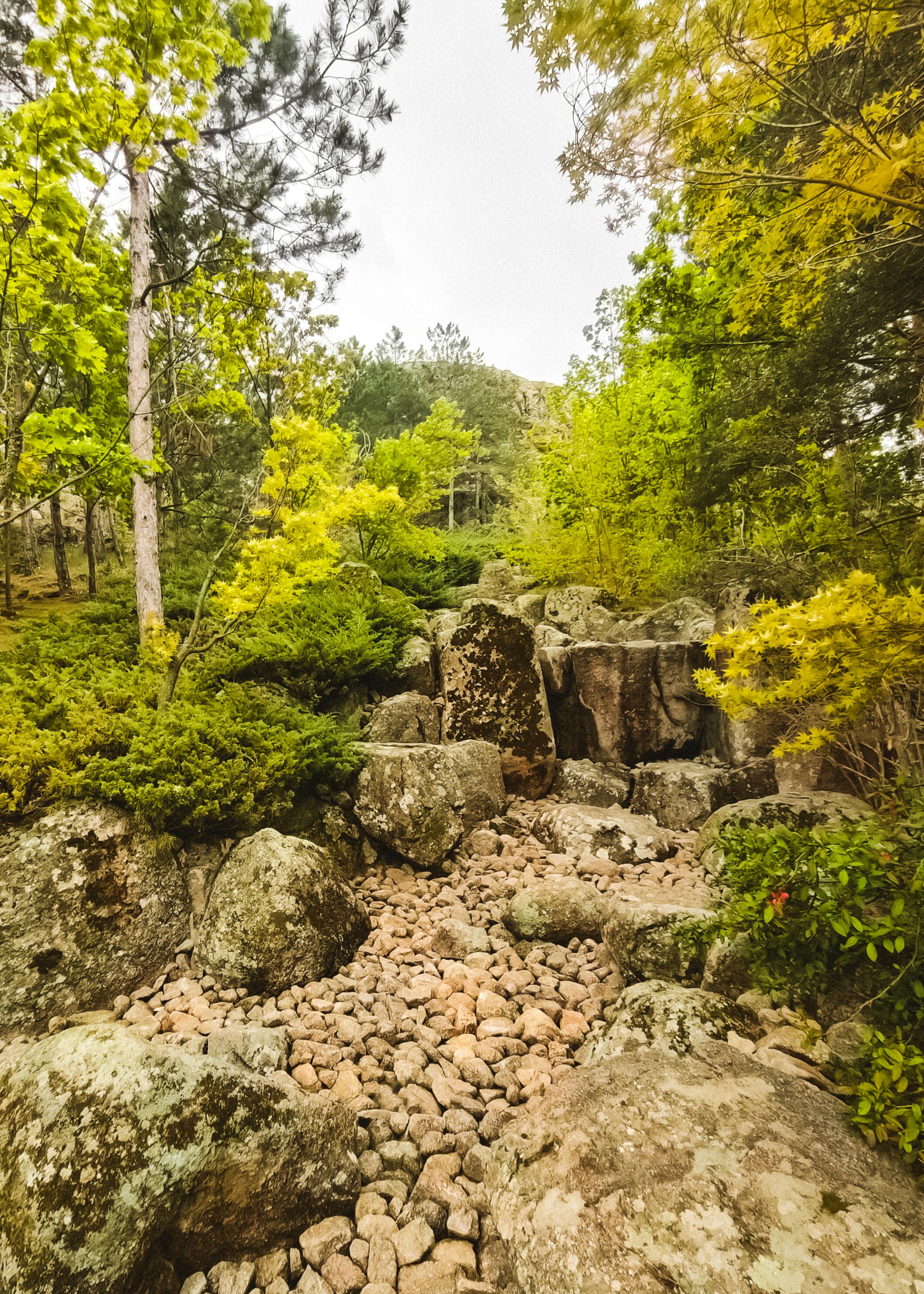Dried Riverbed in Forest · Free Stock Photo