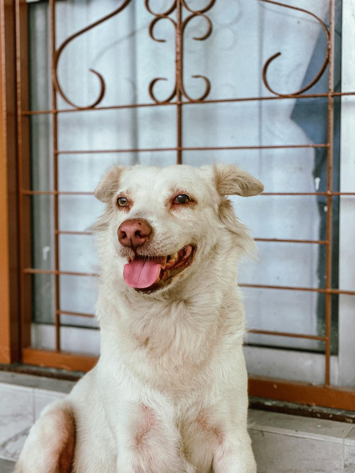 Windows 10 Wallpaper Dog Photos, Download The BEST Free Windows 10 ...