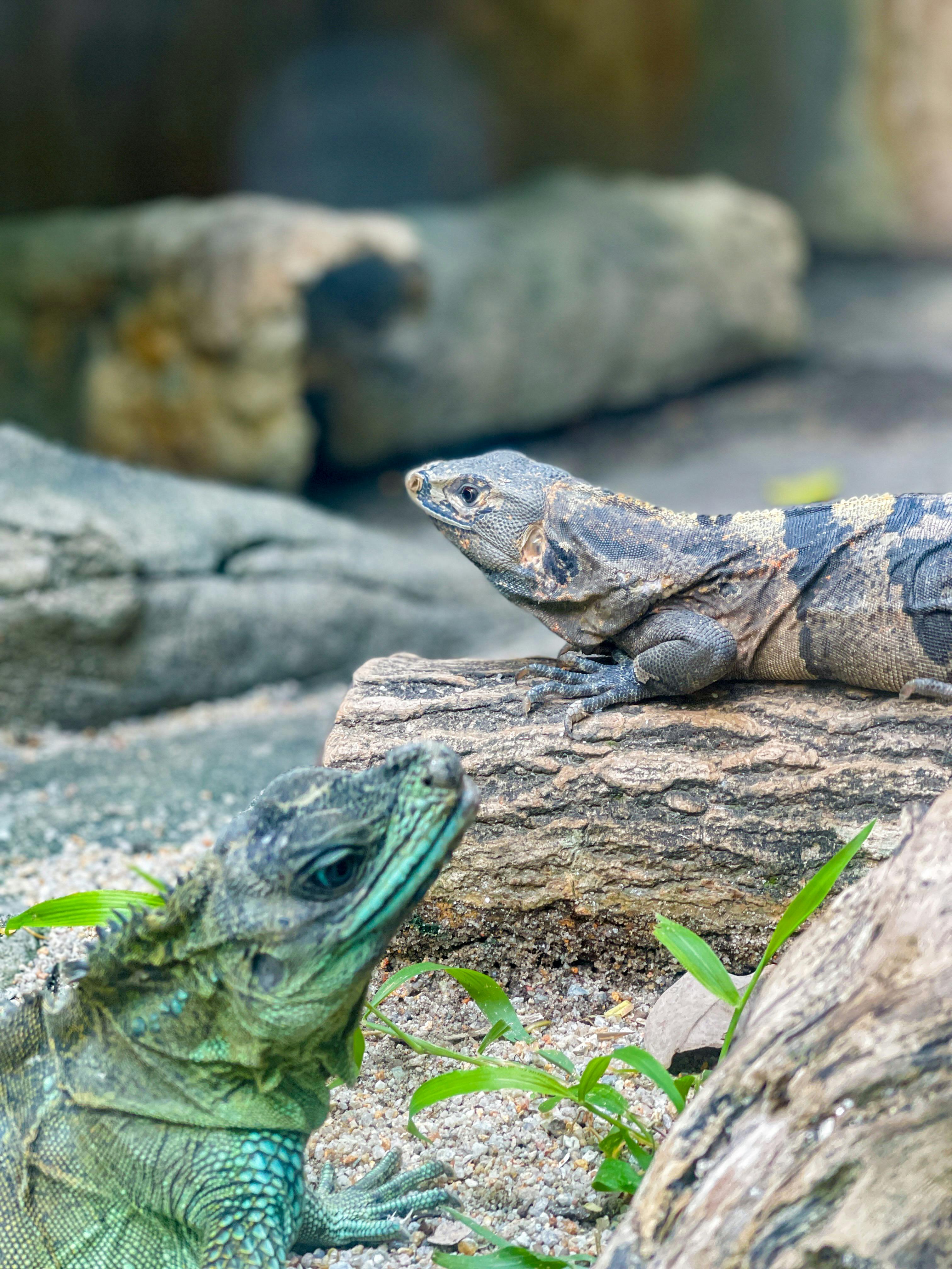 Catherine Sheila - 写真