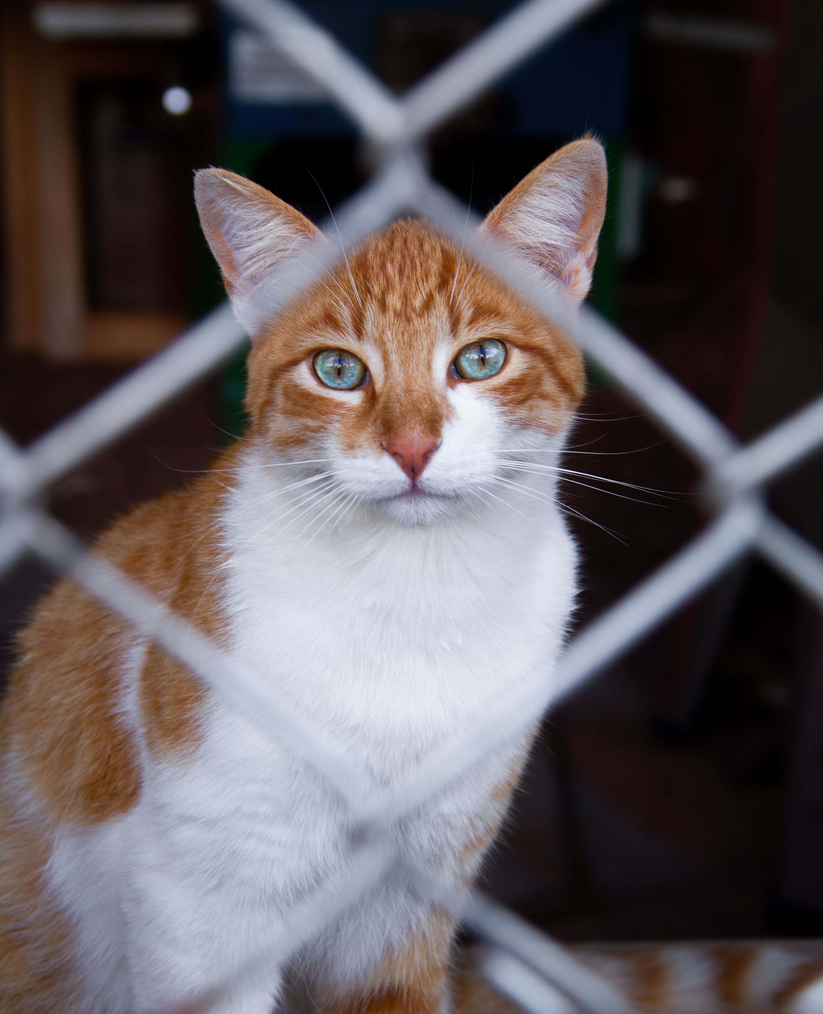 Ginger Cat Sitting behind Metal Mesh · Free Stock Photo