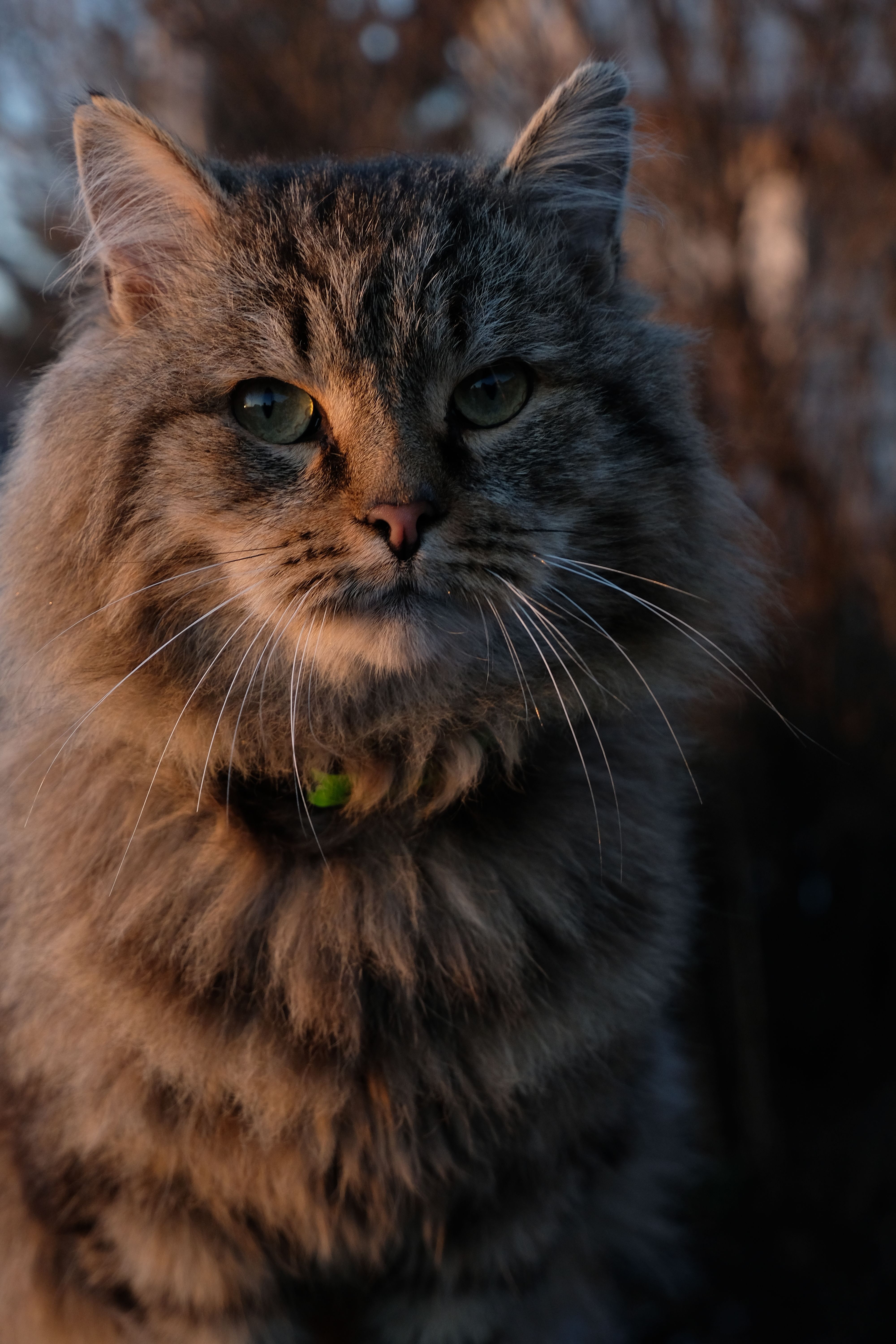 Cute Cat Sunset Photos, Download The BEST Free Cute Cat Sunset Stock ...