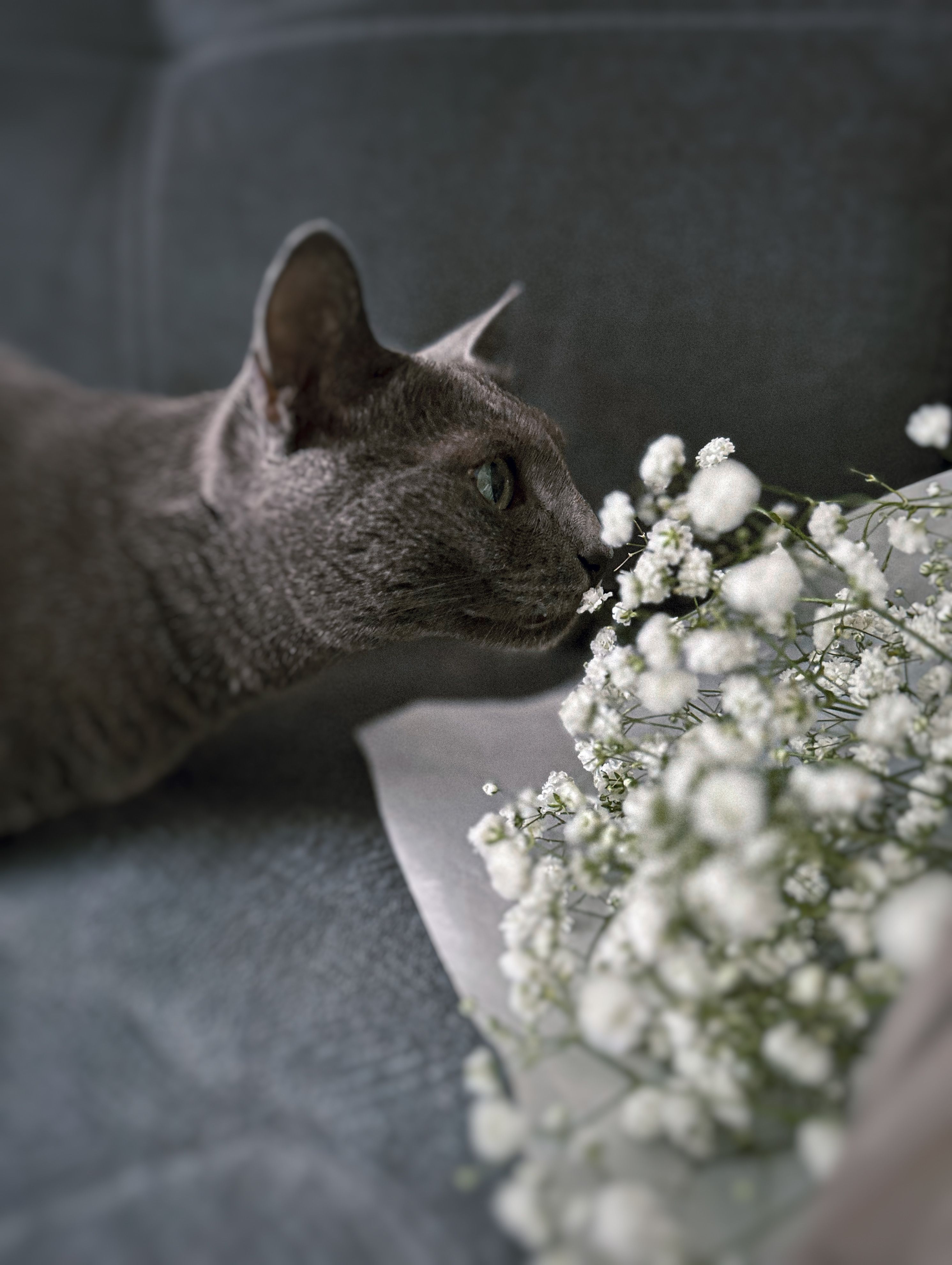 Cat Smelling Flowers · Free Stock Photo
