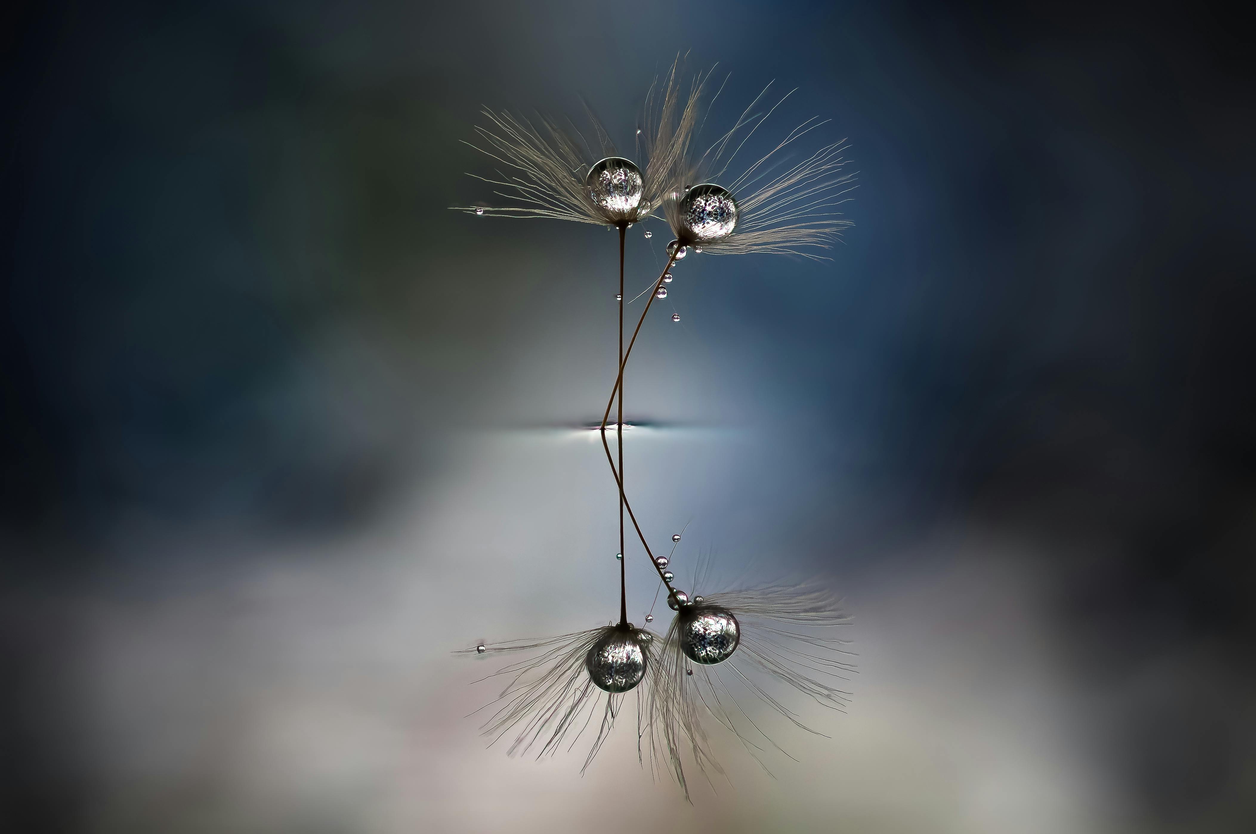 Danza De Gocce · Foto de stock gratuita